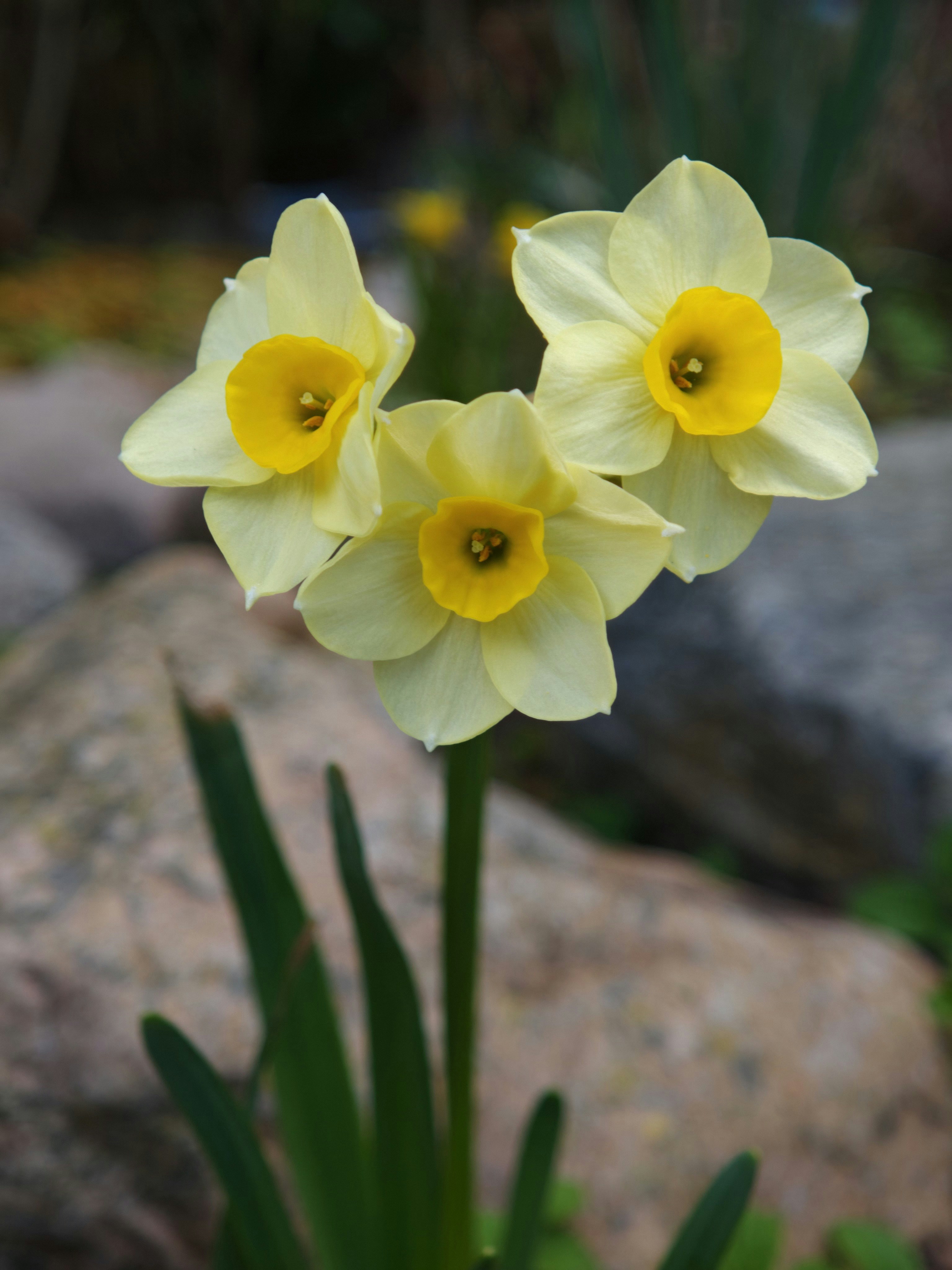 Yellow trumpet flowers bloom over a rocky garden bed