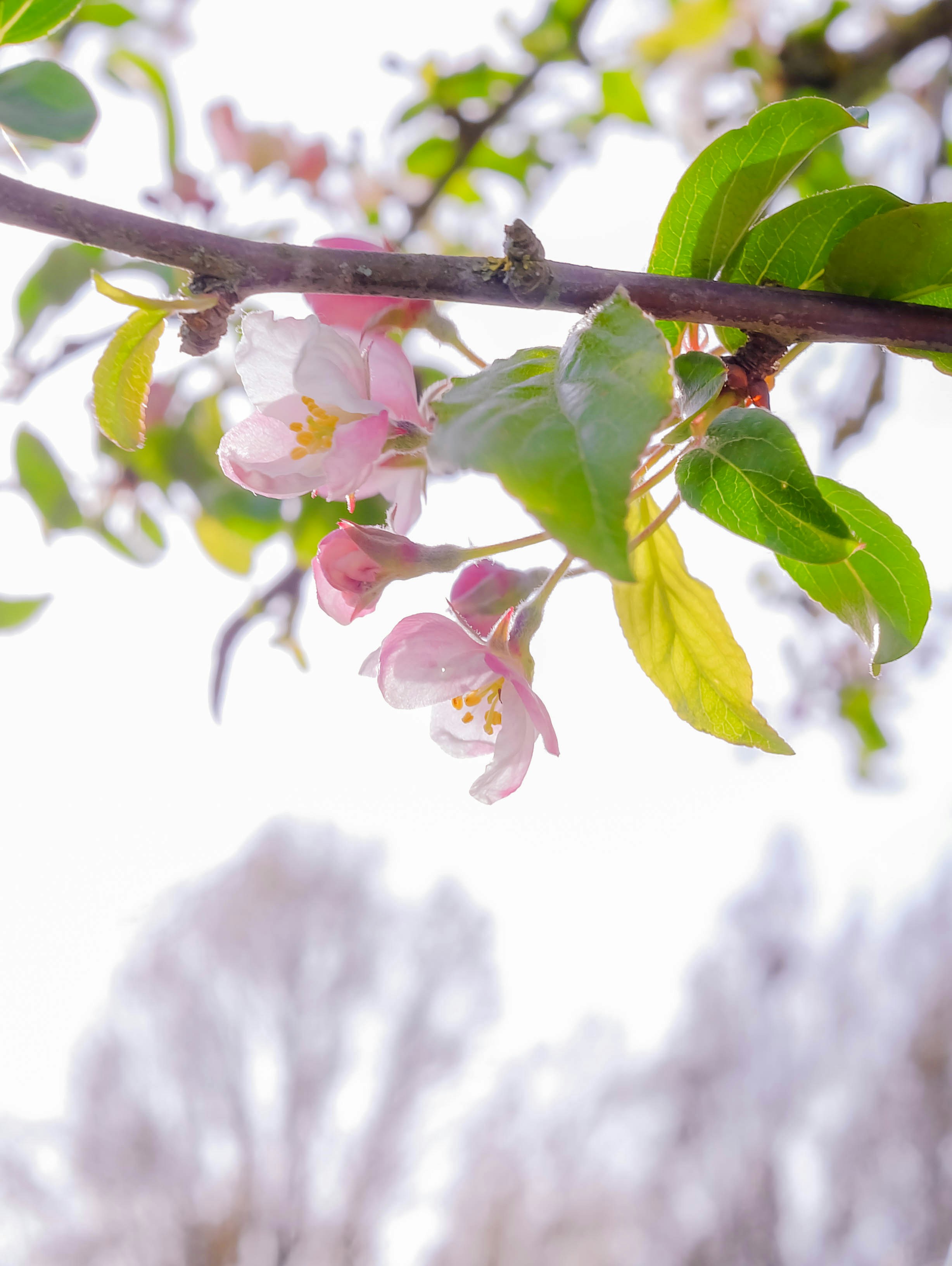 Blossoms on a Sunlit Branch