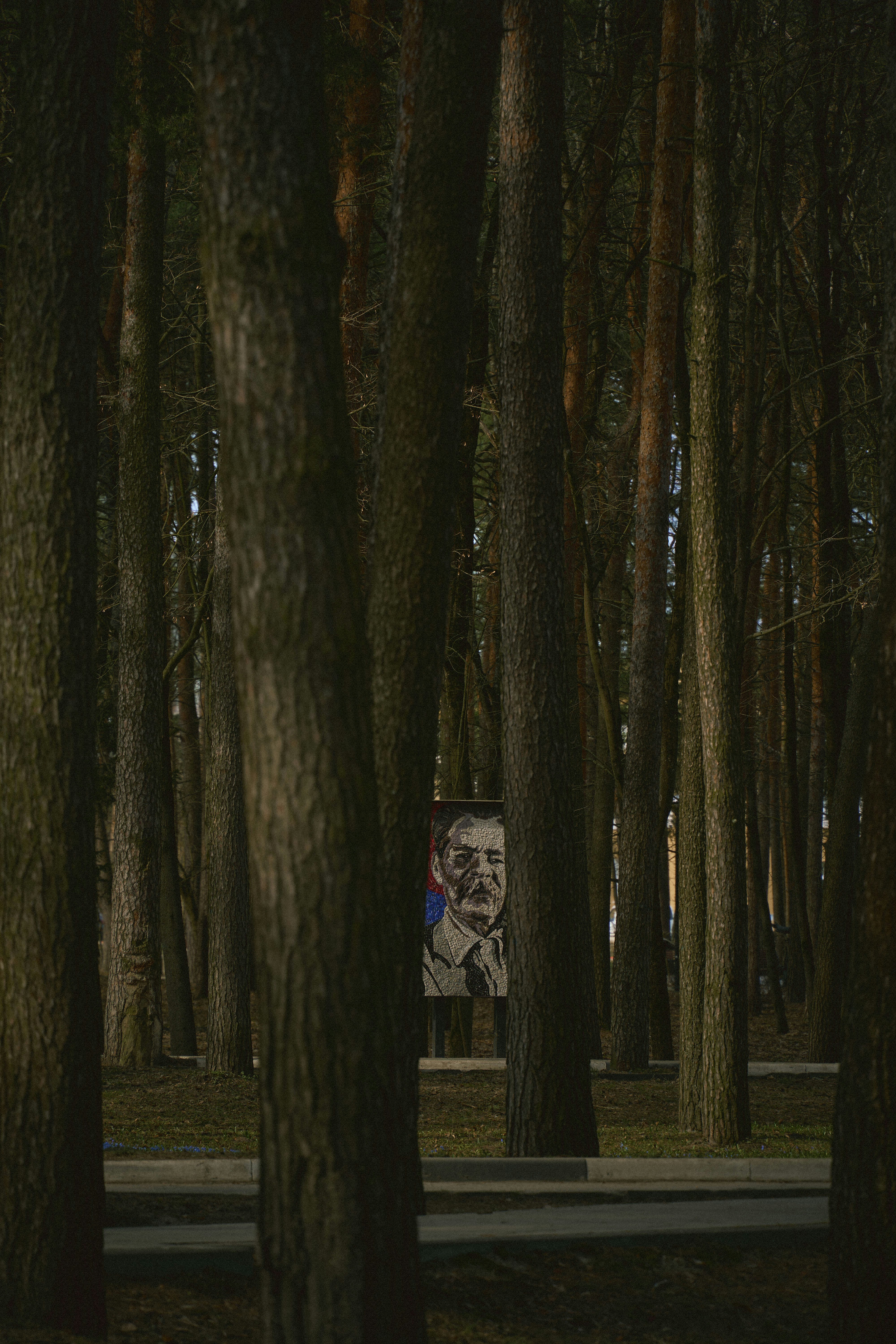 Forest Corridor Reveals a Painted Portrait Hidden Among Pines