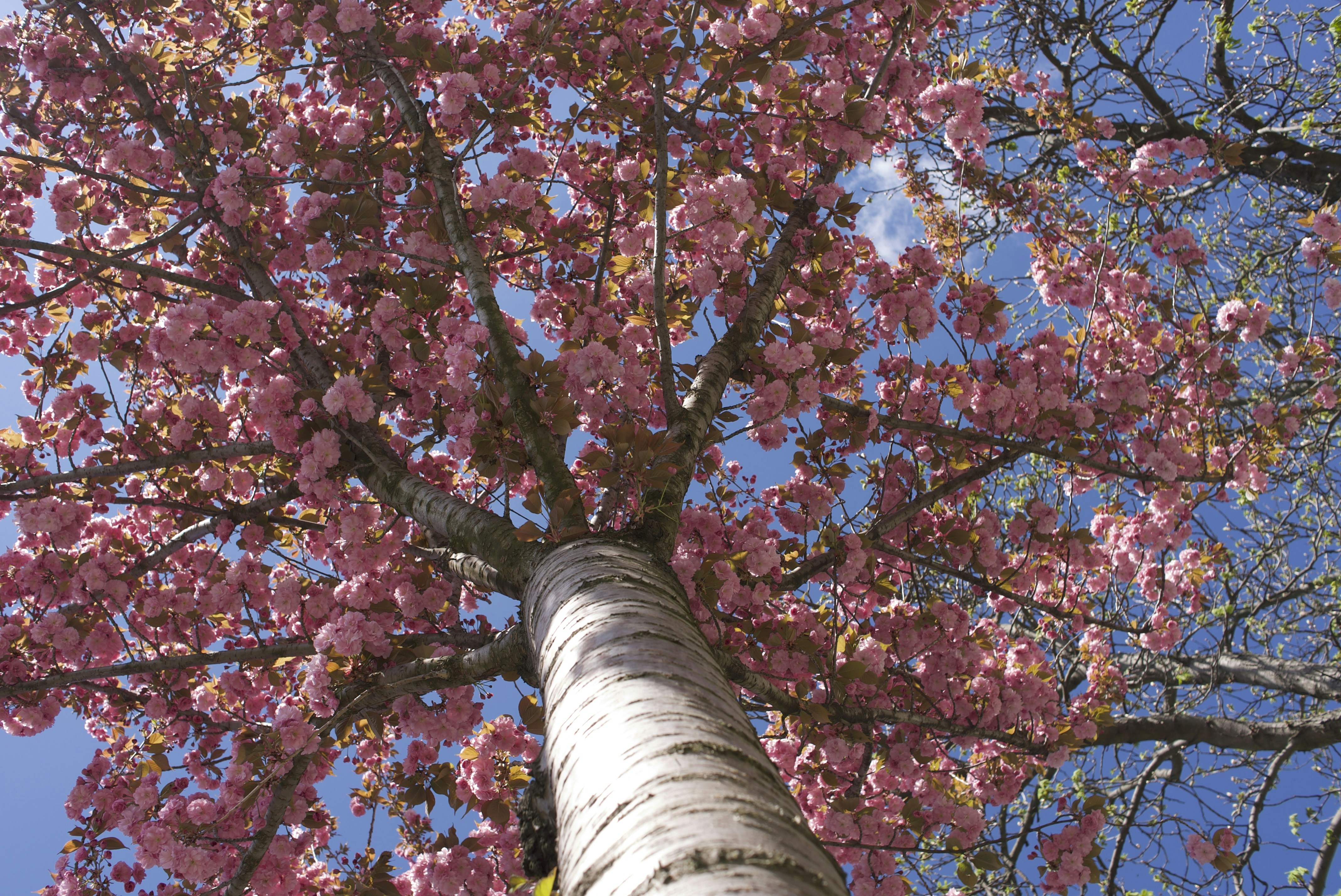 Upward Gaze: Blooming Cherry Trunk Reaching Toward the Sky