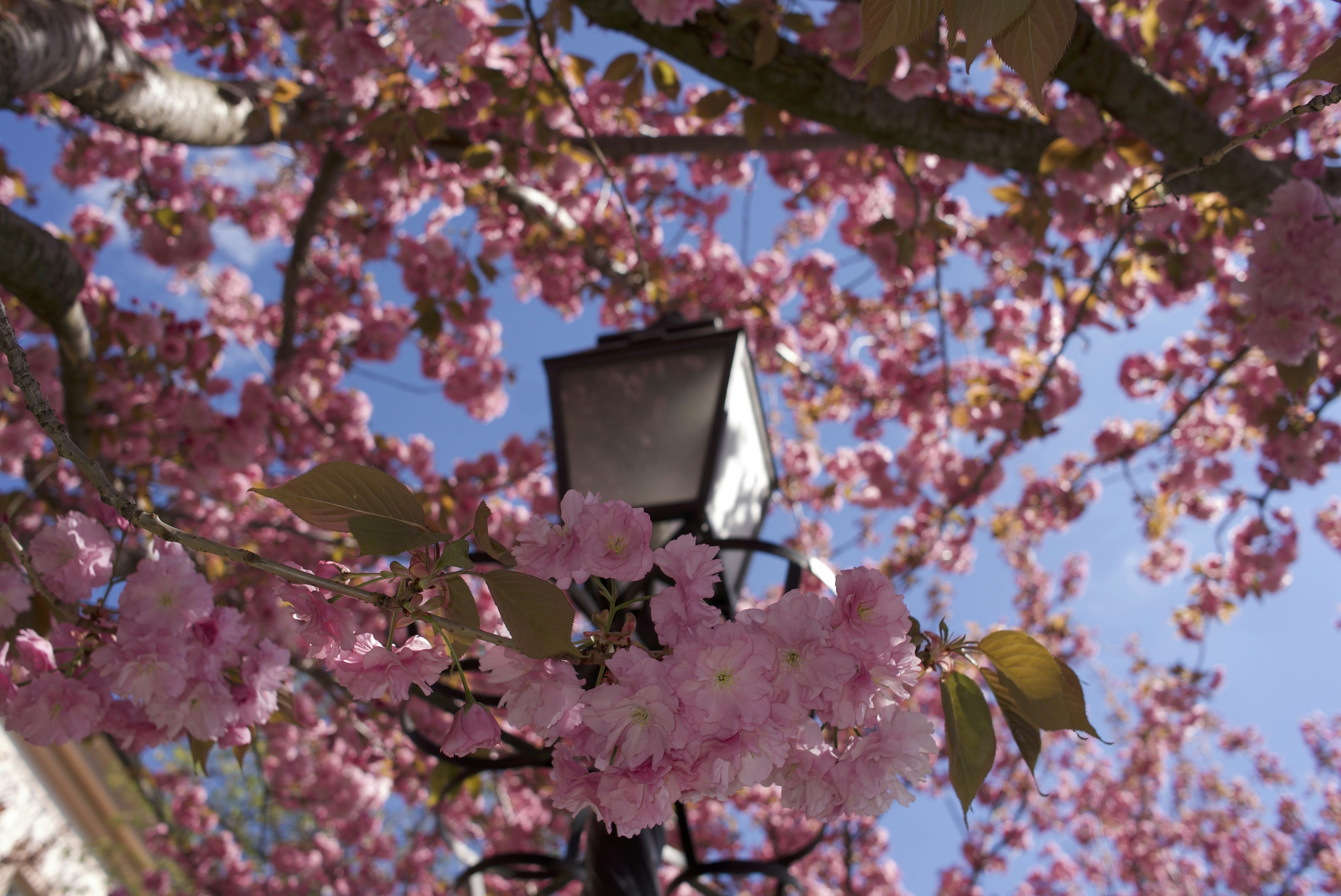 Blossom Lantern: Pink Sakura Against a Clear Sky