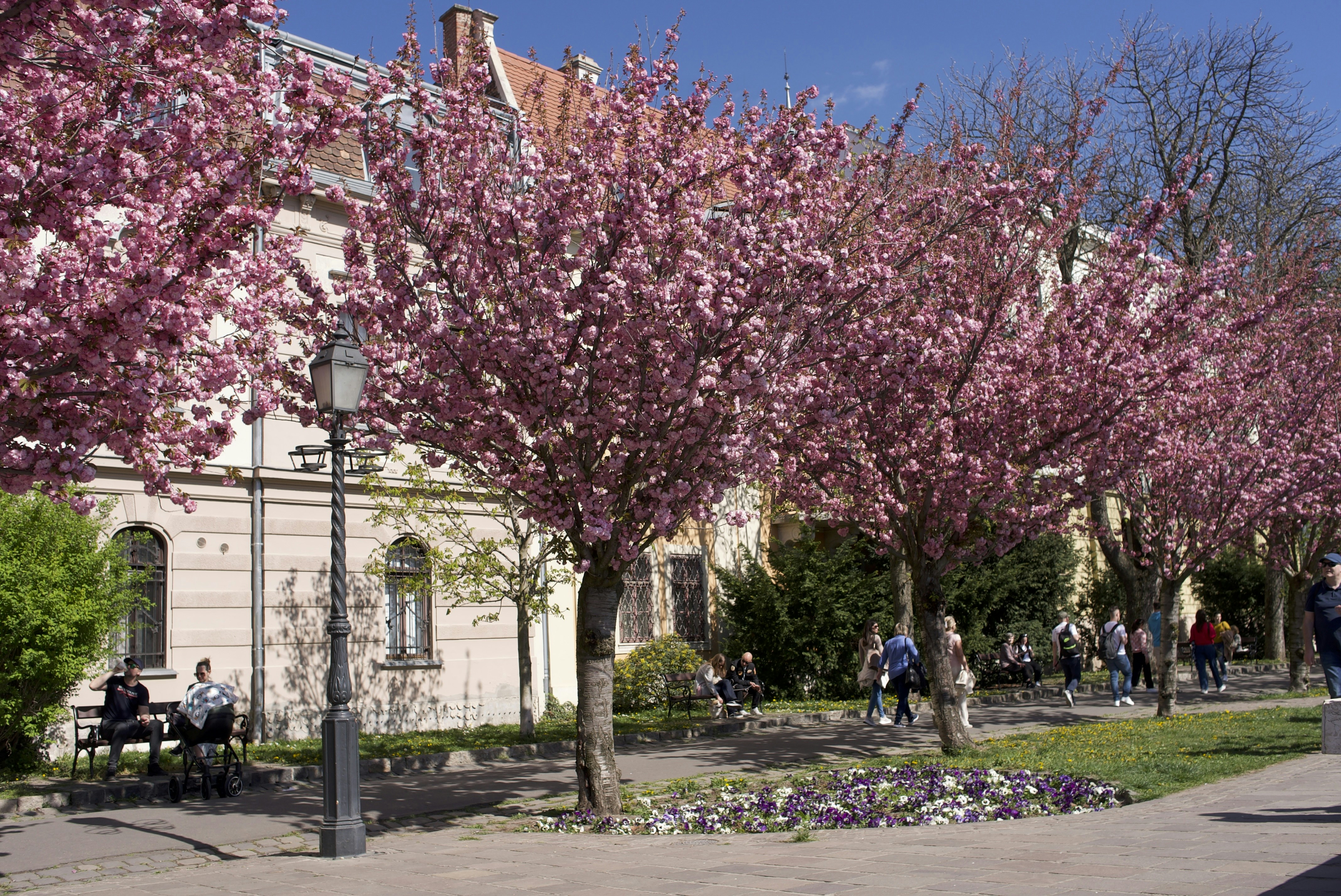 Cherry-Bloomed Avenue: City Park in Full Spring Color