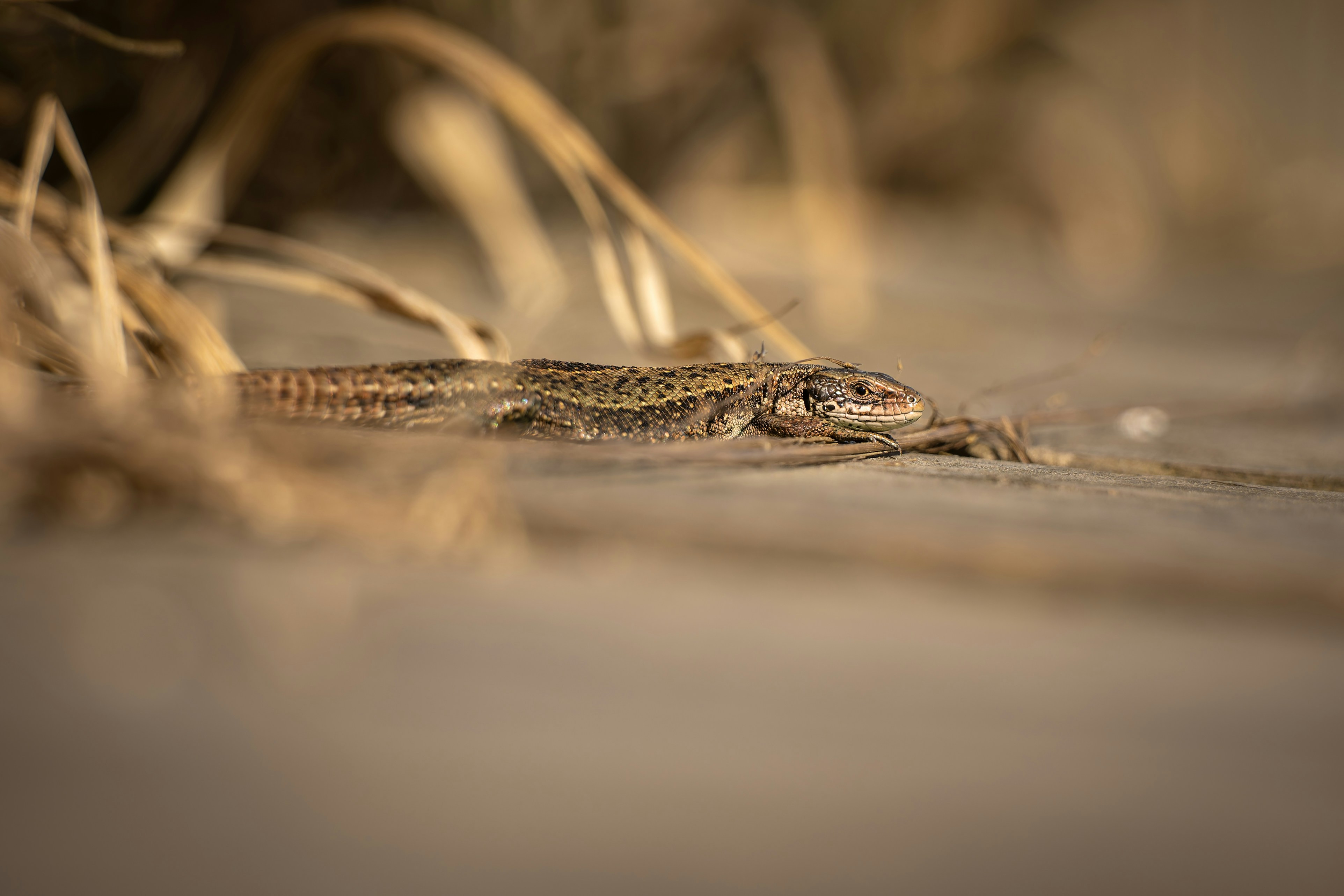 Low-angle glimpse of a camouflaged lizard at the water's edge