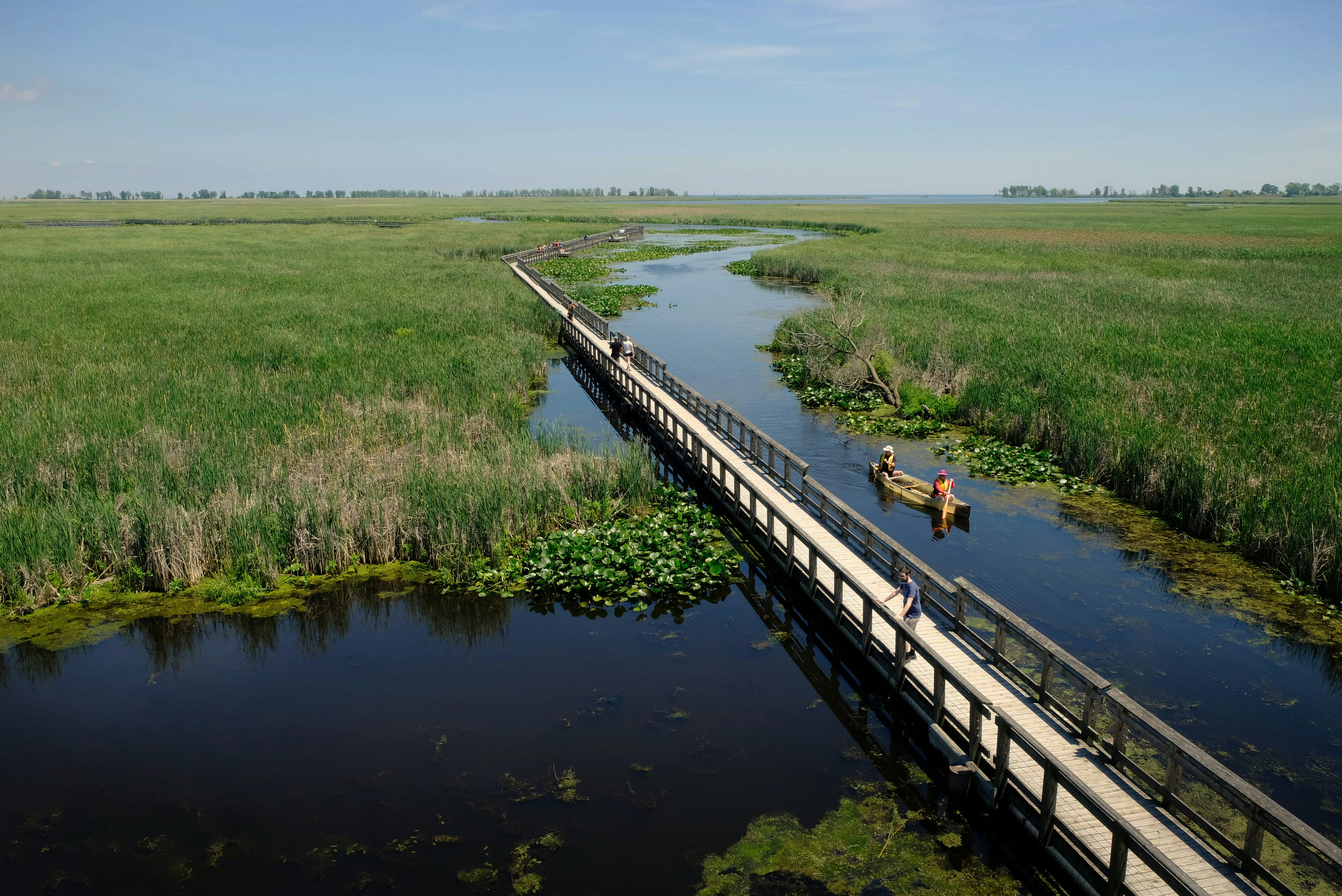 Bridge to the Wetland Horizon