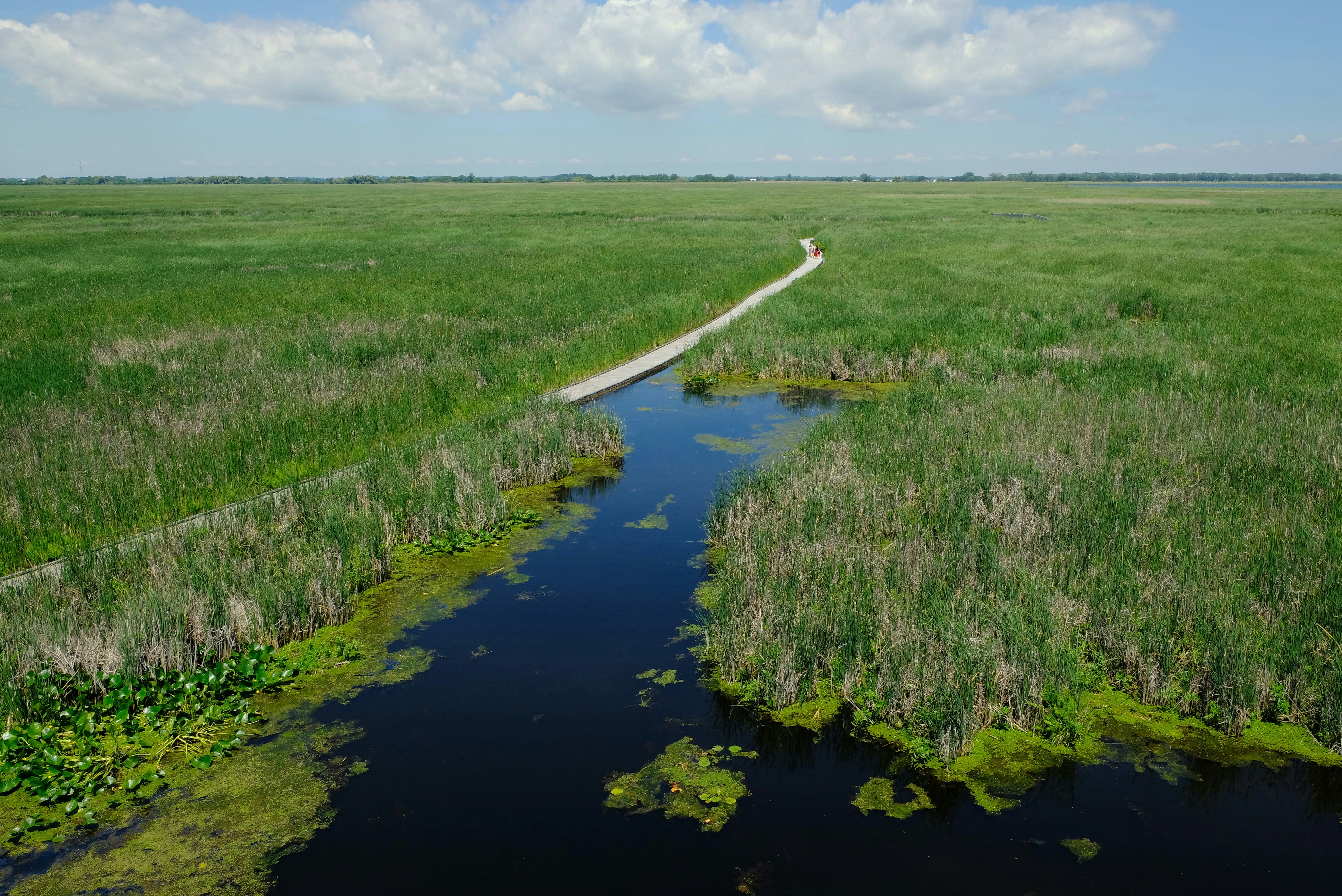 Winding Boardwalk Through a Vast Wetland