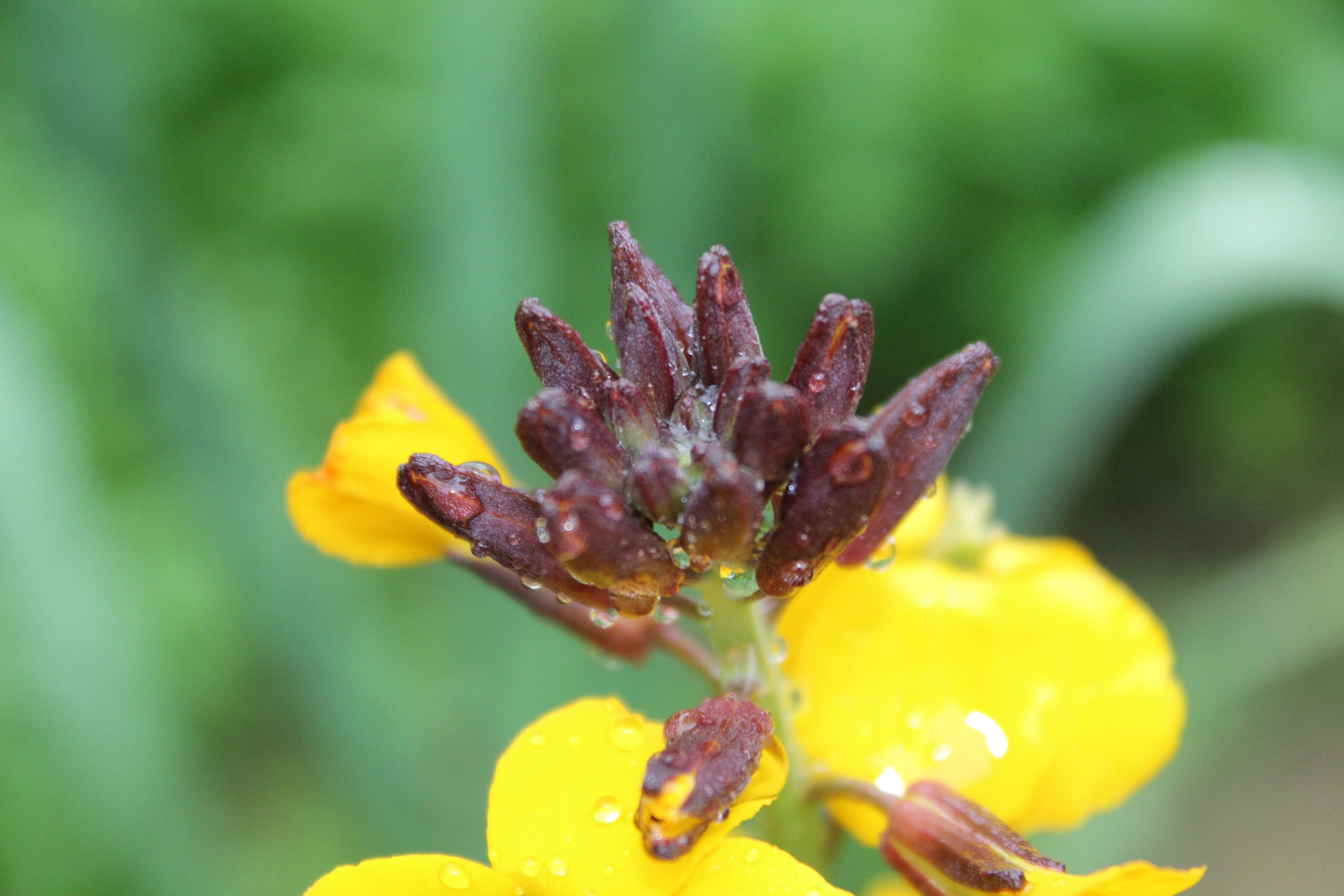 Amber Bloom: Close-Up of Yellow Petals and Brown Core