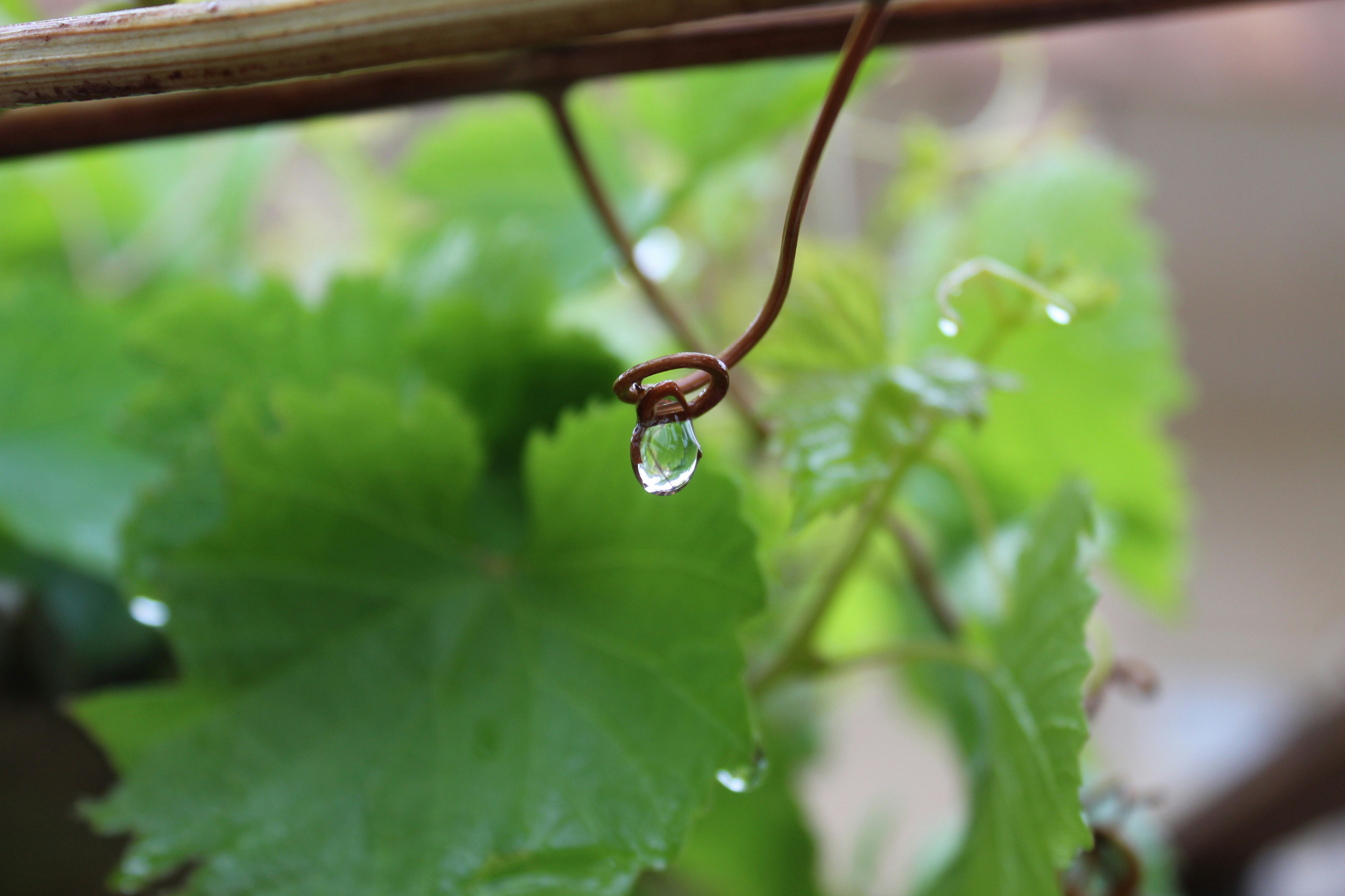 Dewdrop Adrift on a Thorned Tendril Amid Green Veil