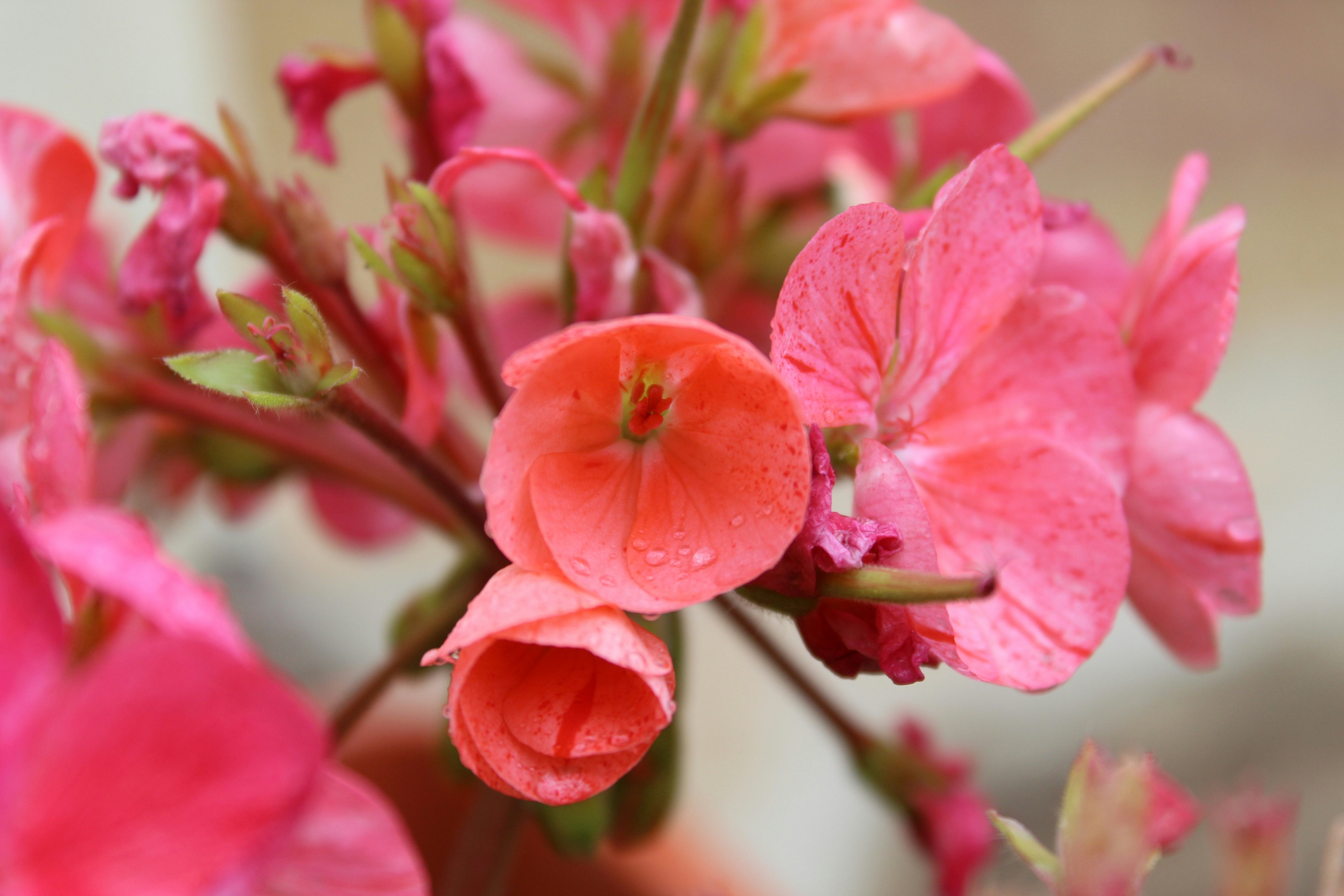 Petal Burst: A Close Encounter with Coral Pink Blooms
