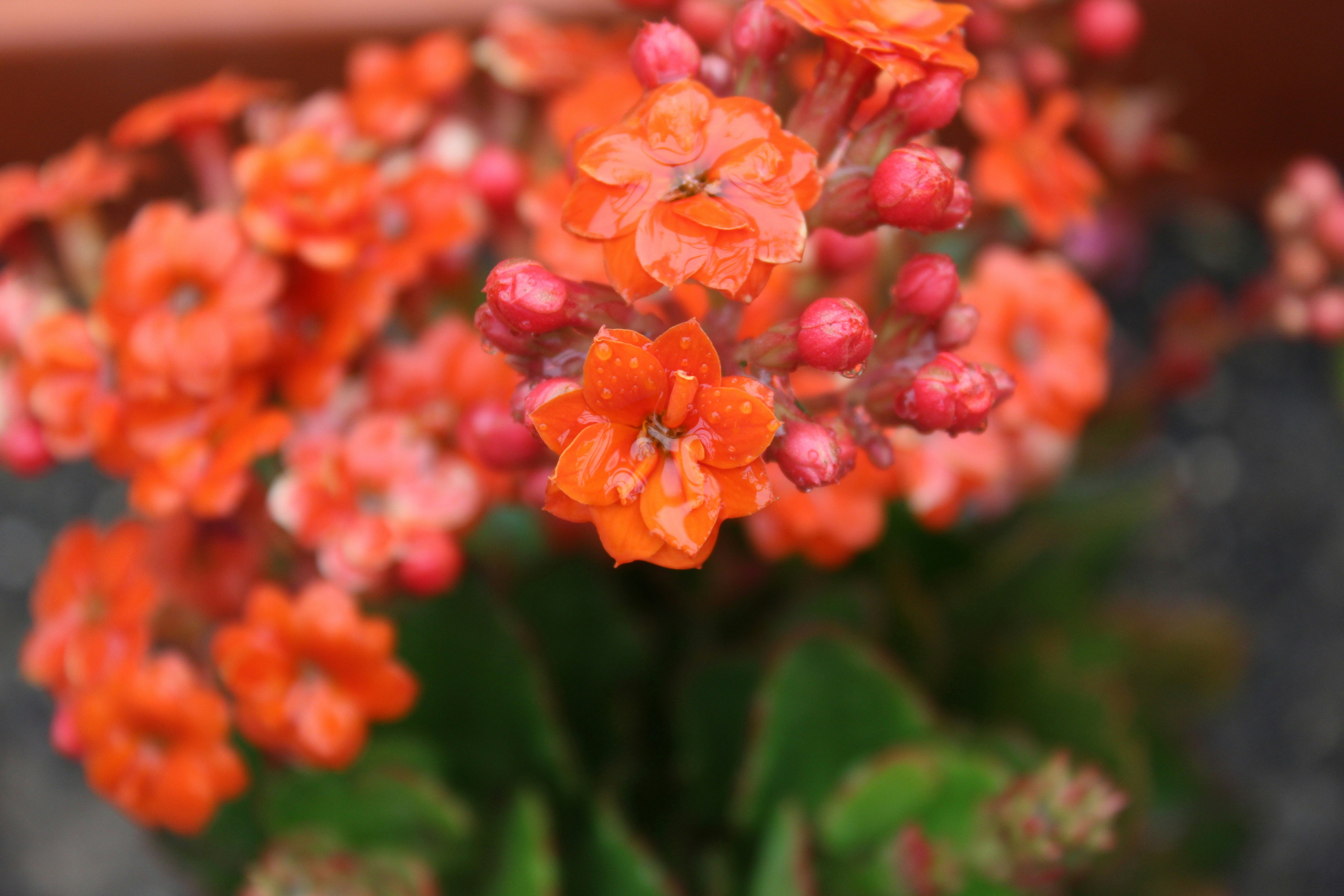 Burst of Coral Blooms: Close-Up of Lively Orange Kalanchoe Blossoms