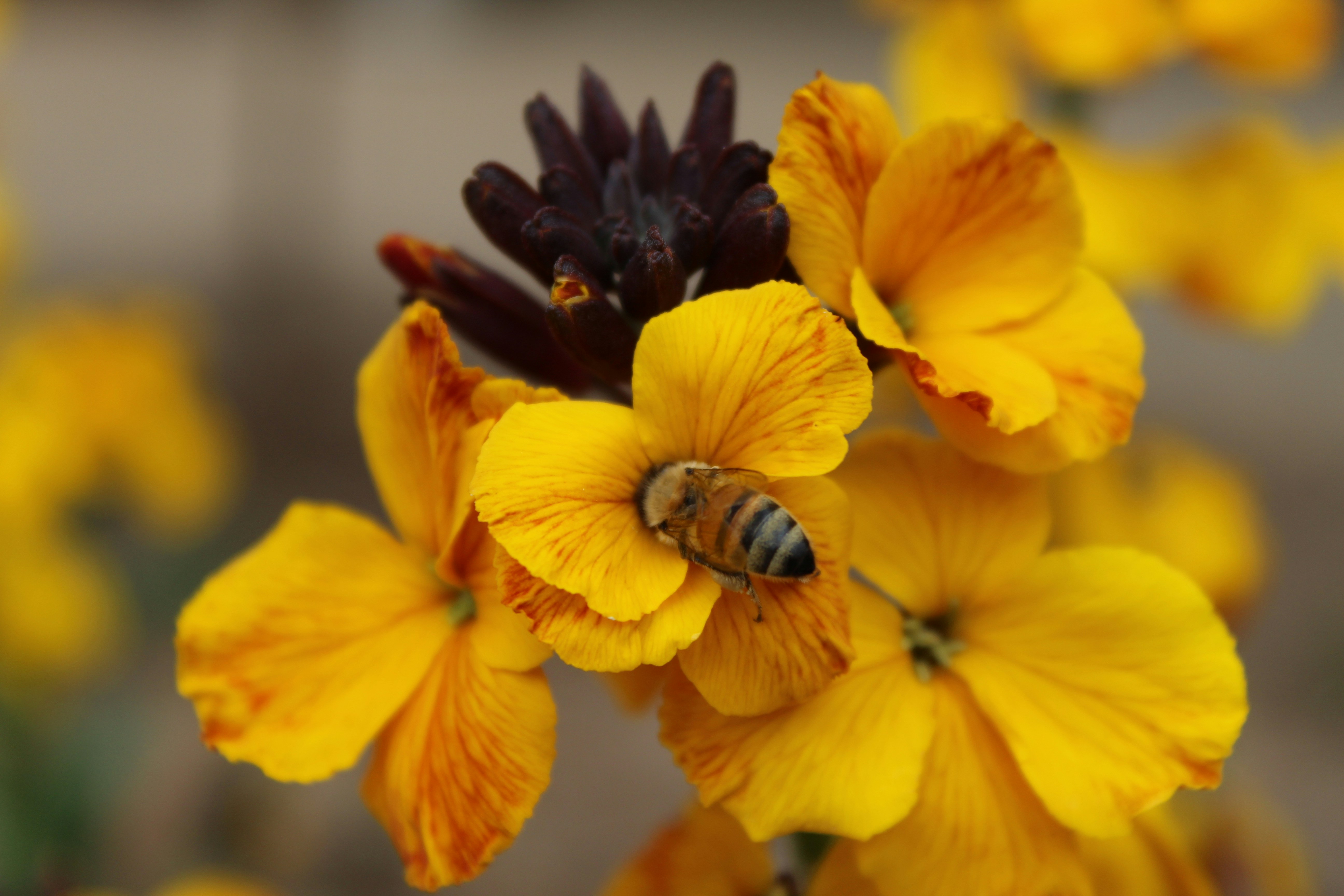 Pollinator in Golden Petals: A Bee at Center Stage