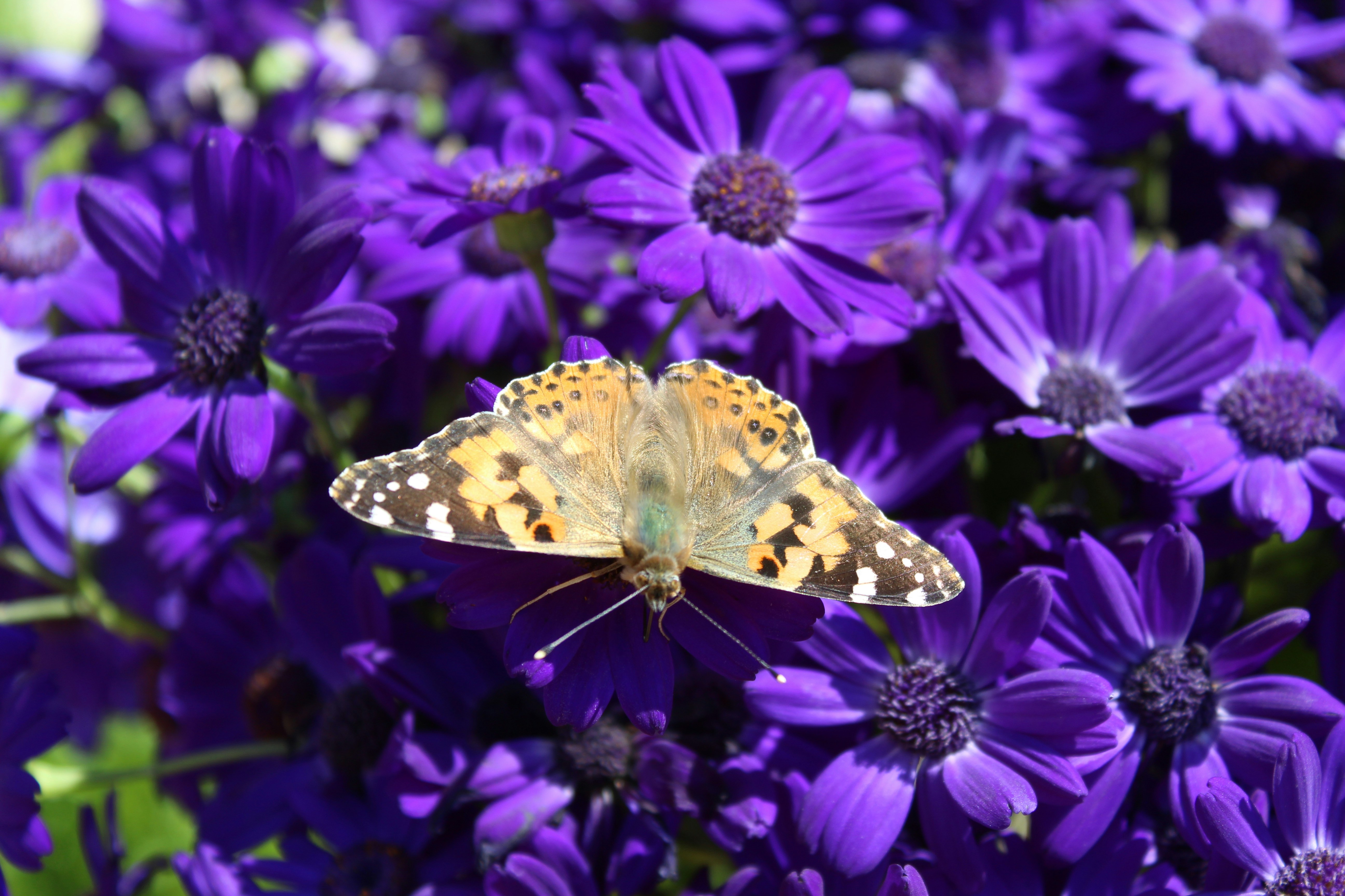 Purple Bloom and Painted Lady: A Quiet Moment on Violet Flora