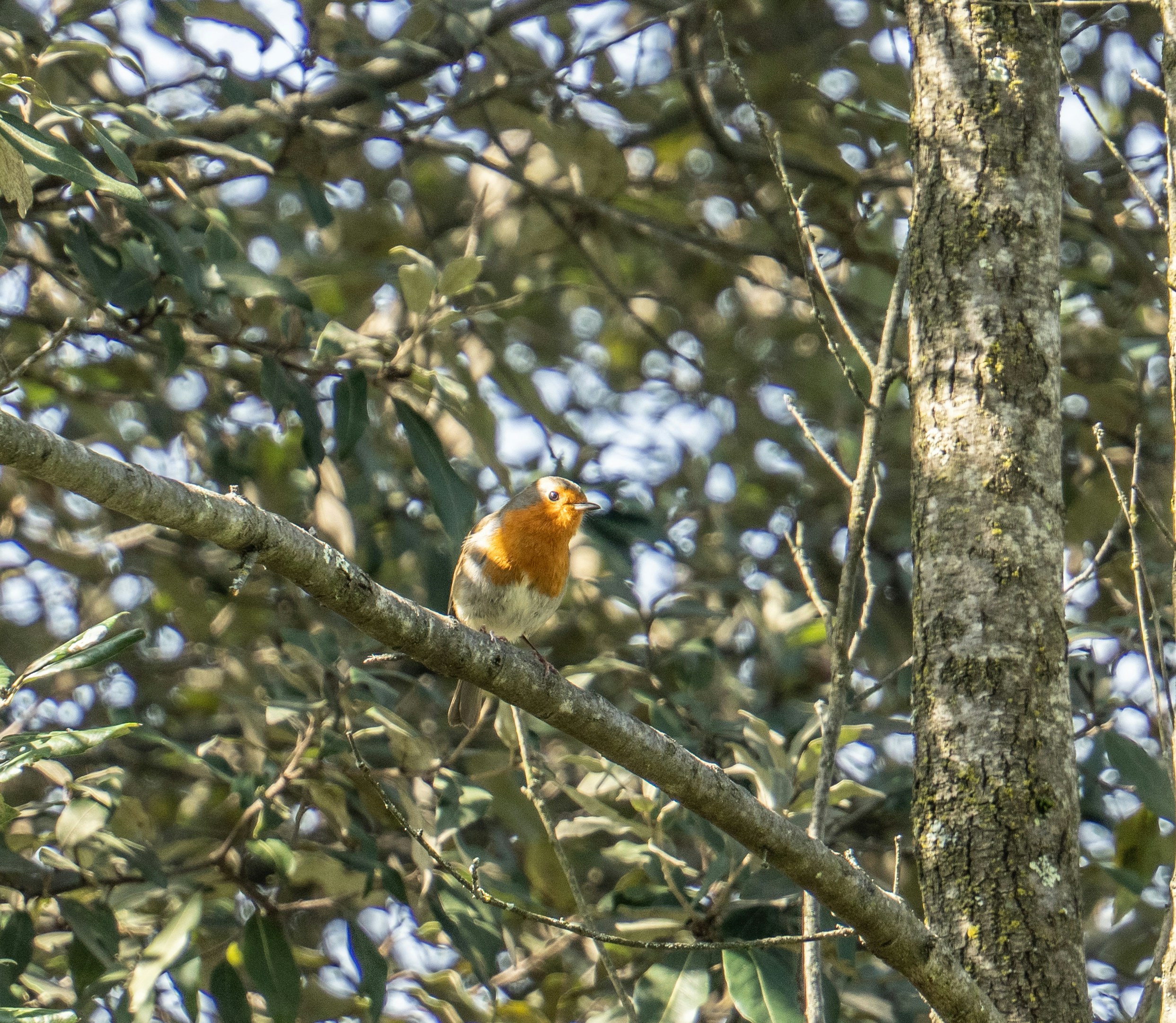 Scarlet Robin in Dappled Light