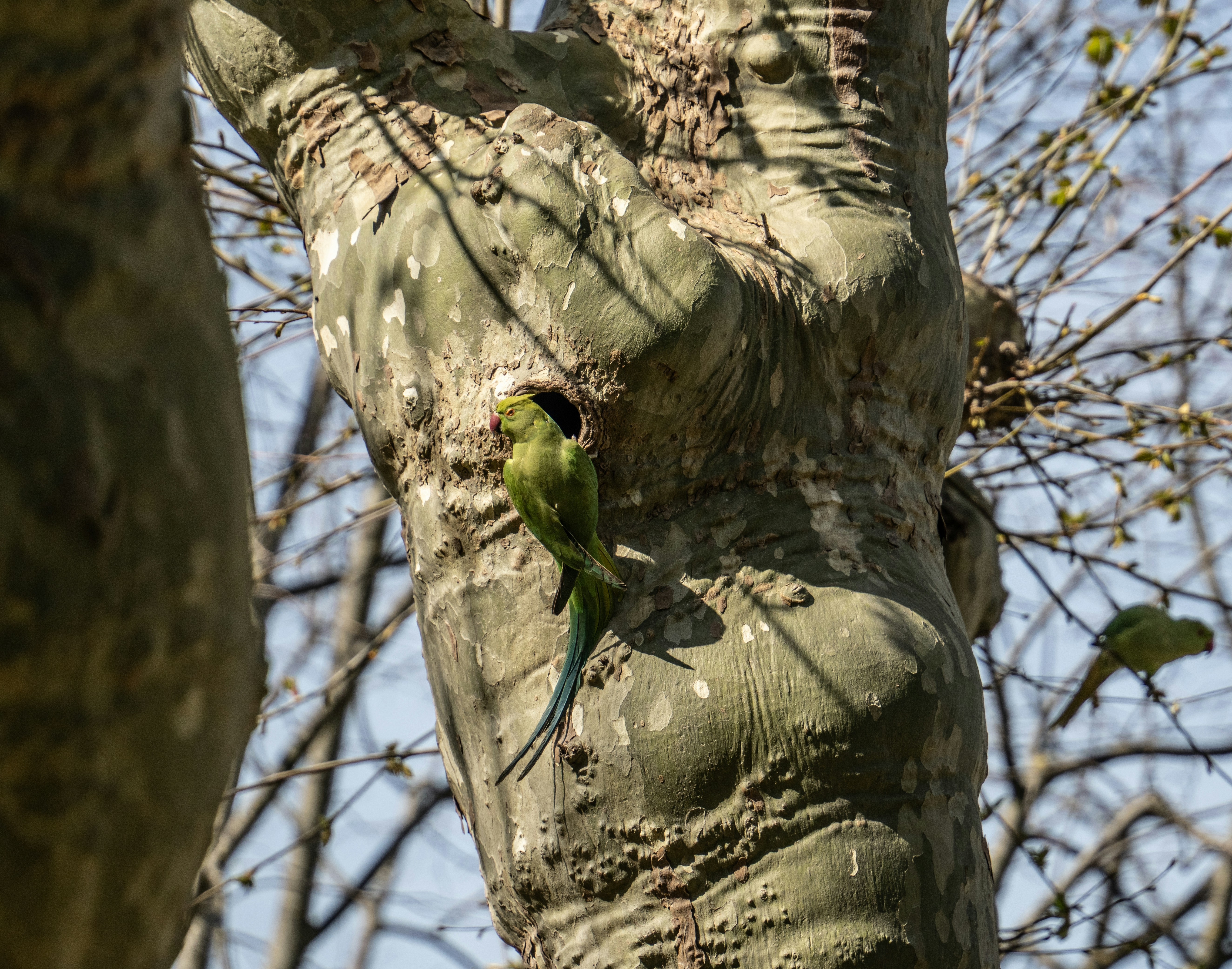 Emerald Visitor on a Trunk: A Green Bird Perched Amid Bark