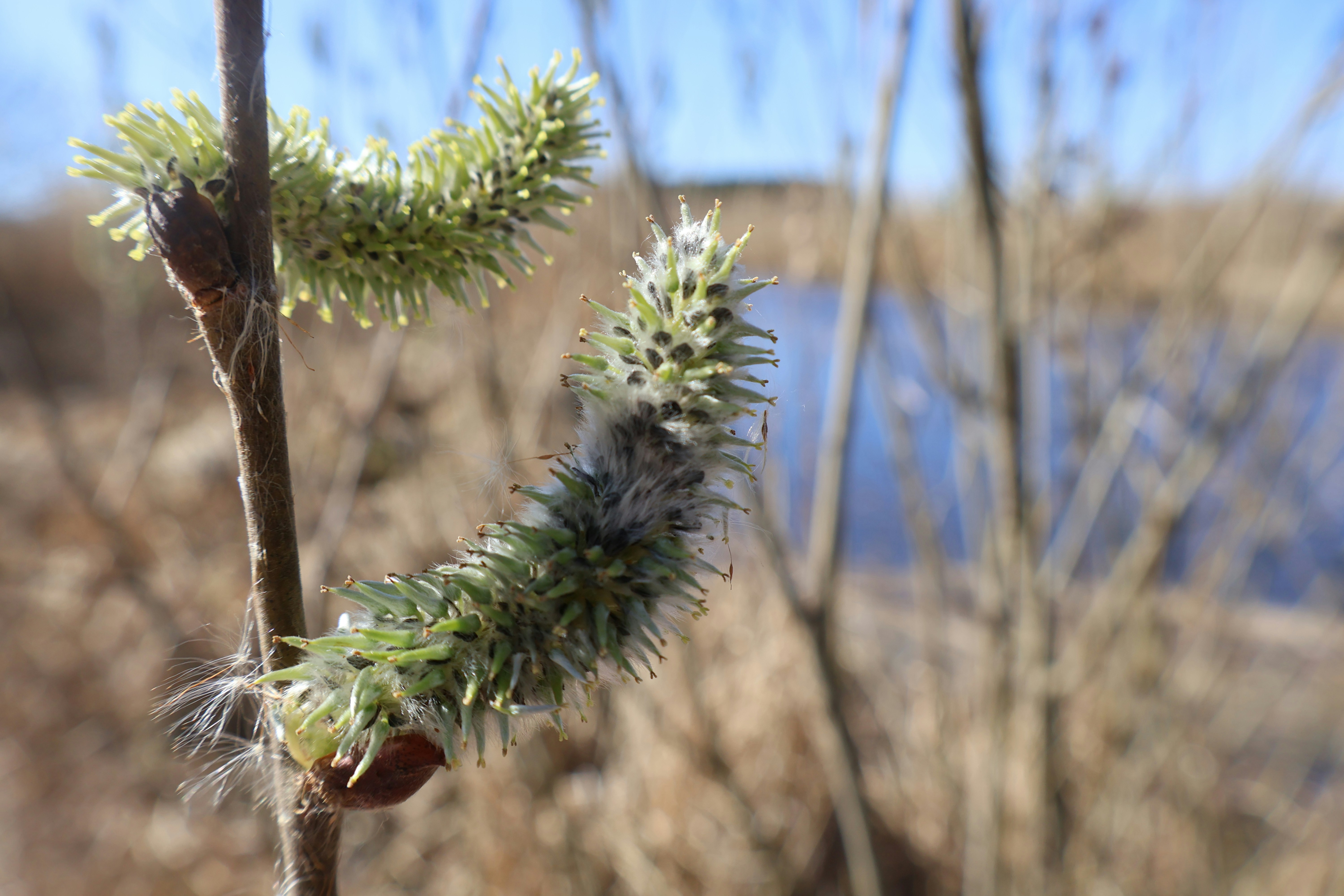 Curving Catkin in Early Spring Light