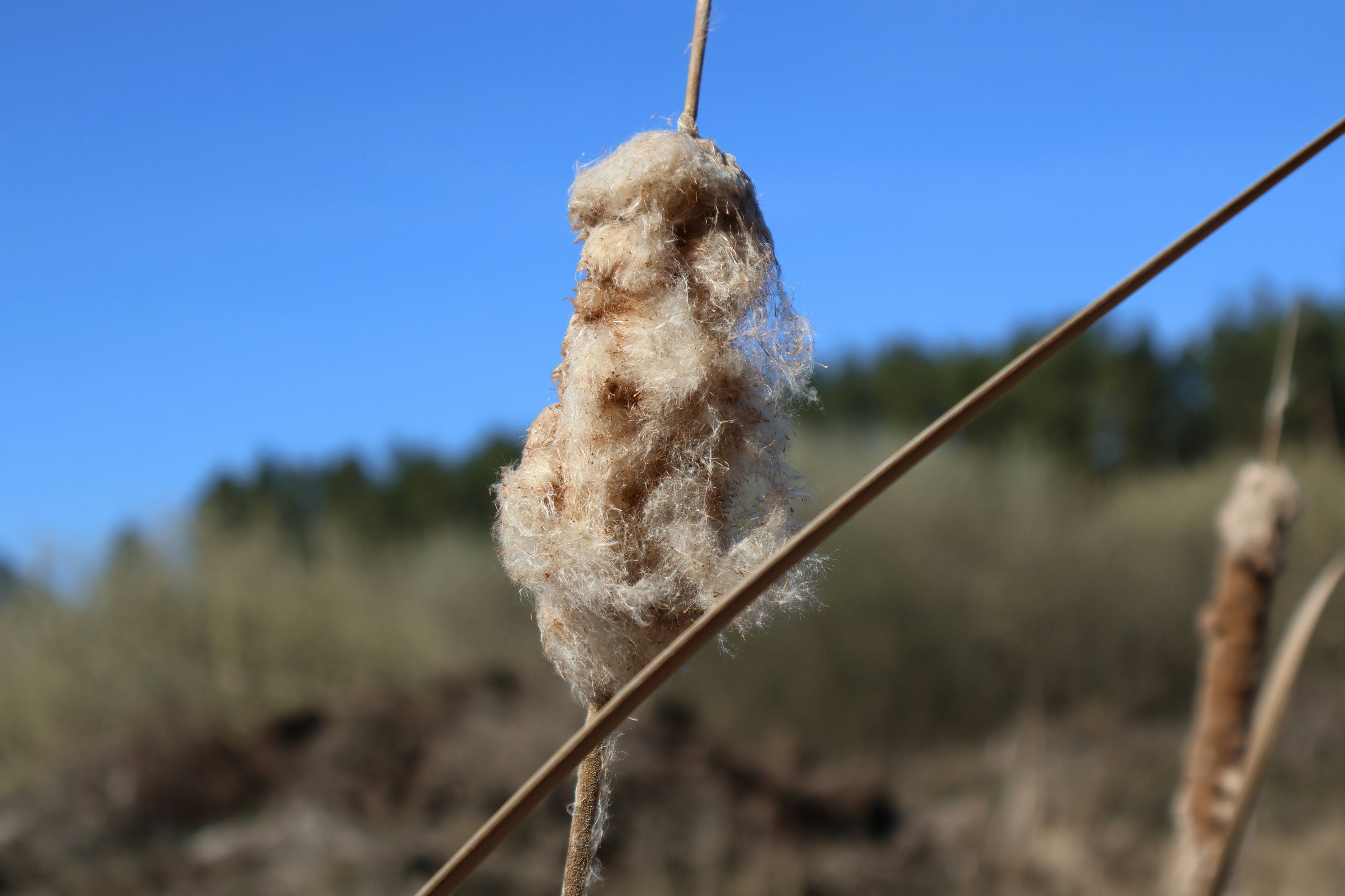 Cottony Seed Capsule on a Silky Thread Fringe