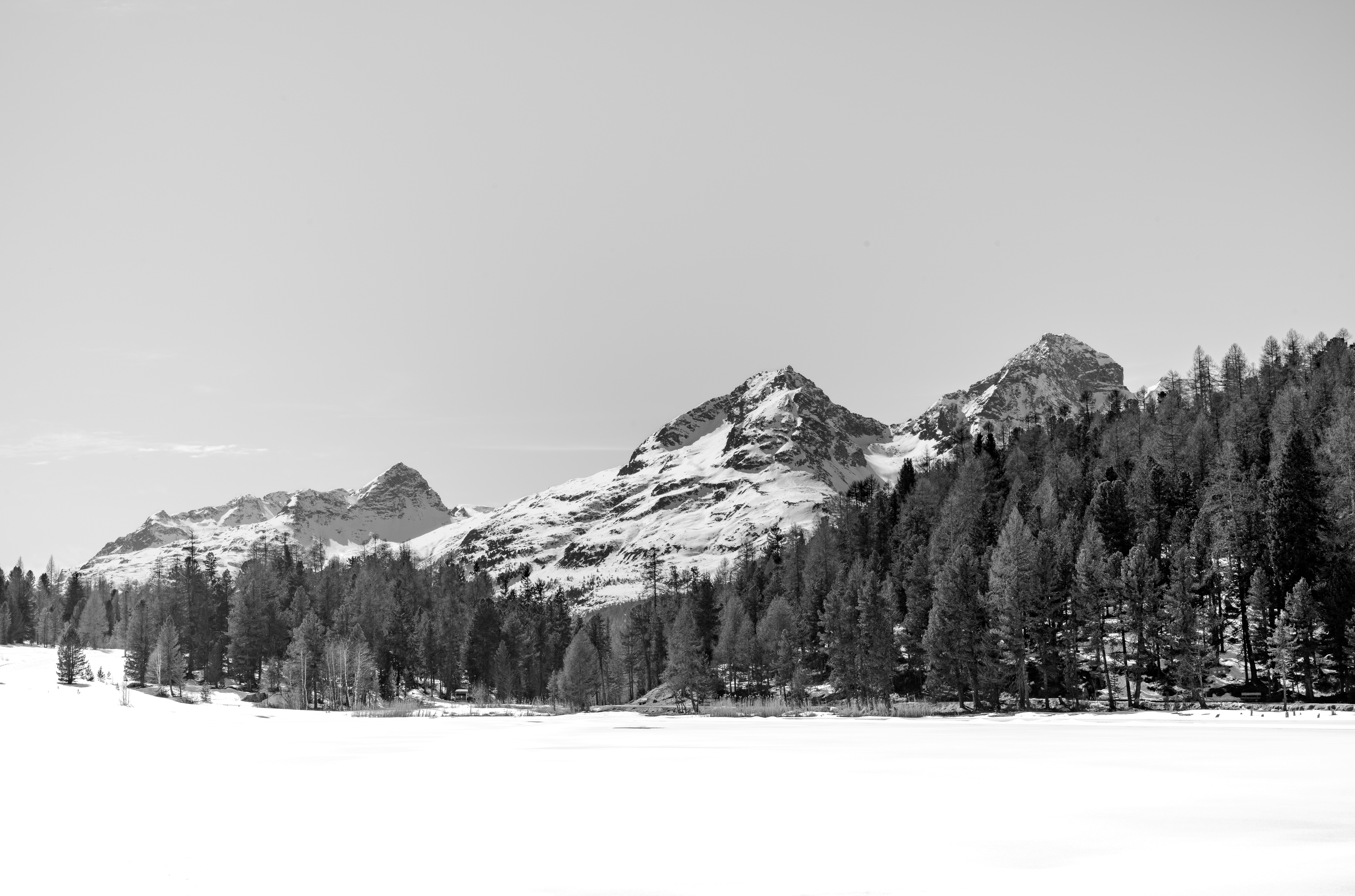 Snowbound Ridge: A Quiet Line of Pines Beneath a Jagged Crest