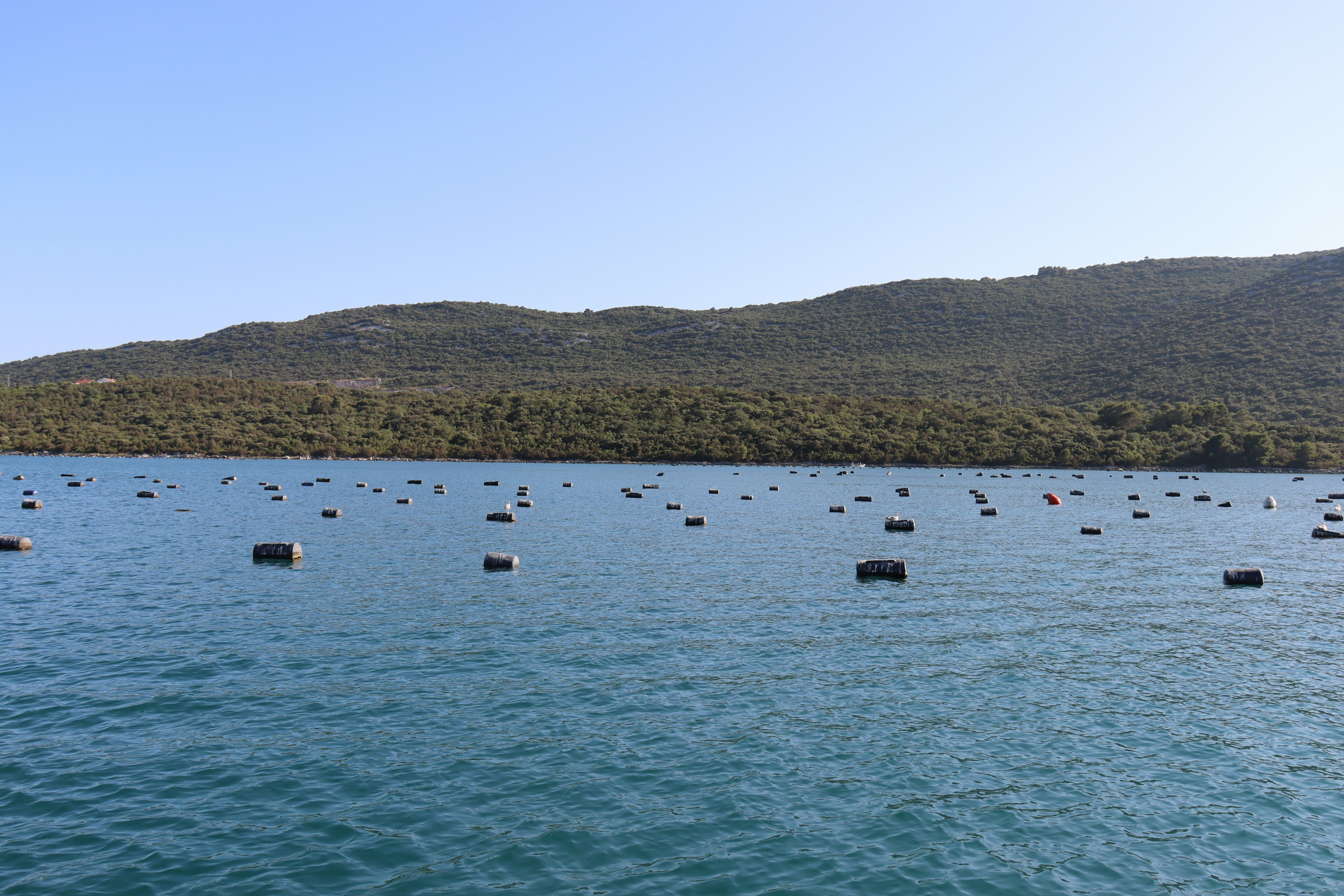 Buoyant Dots Across a Quiet Sea