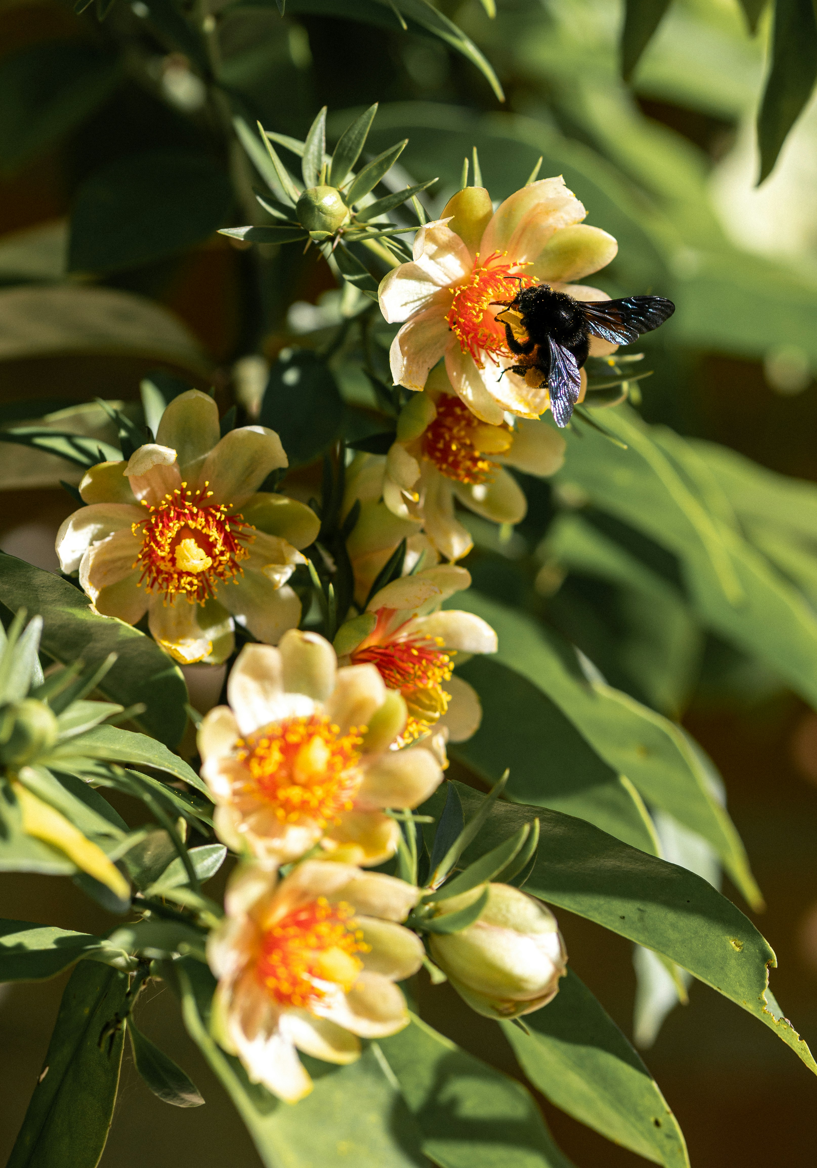 Honeybee on a Sunlit Coral-Orange Blossom Cluster