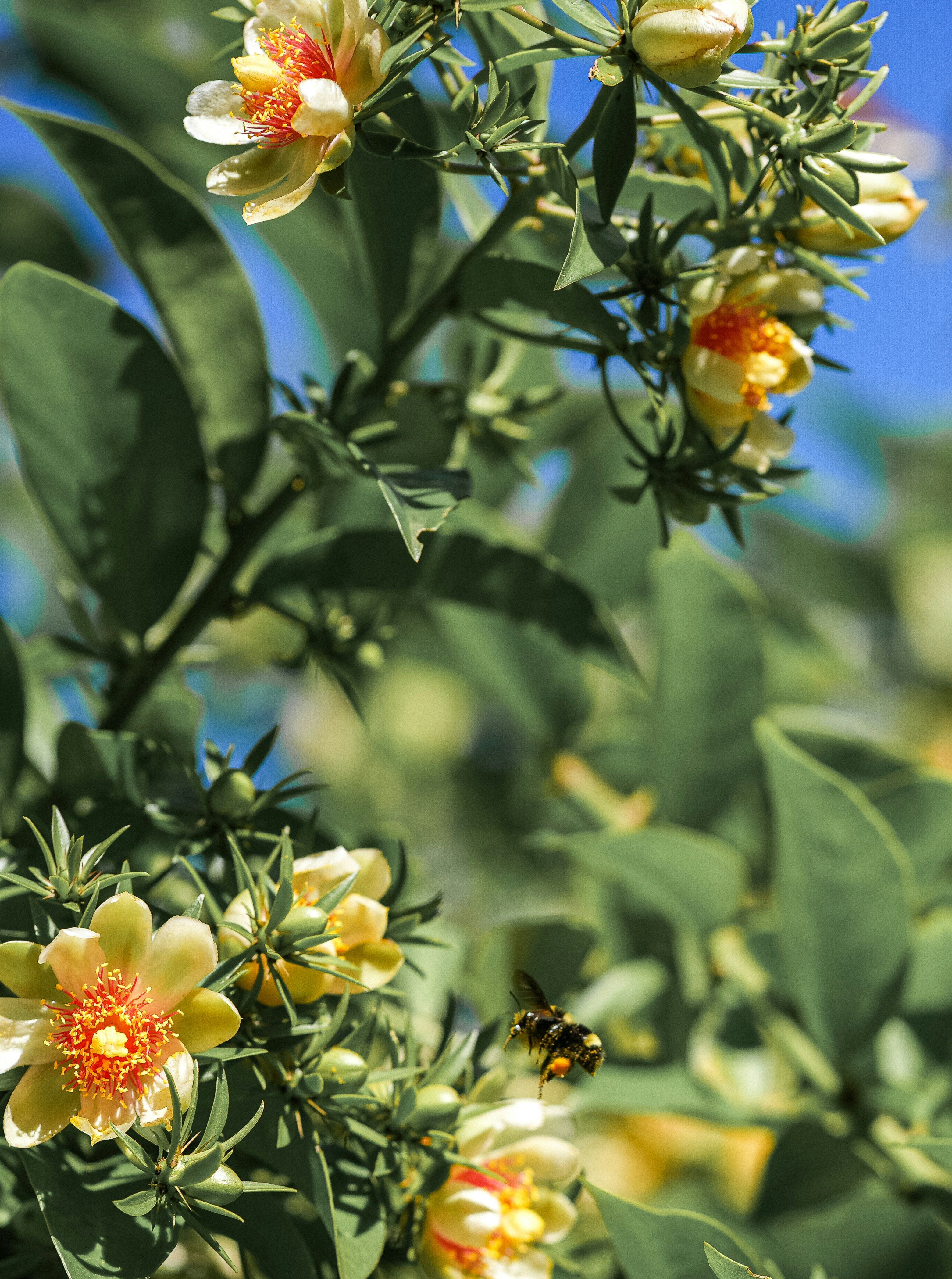 Bee in Flight Over Sunny Orange Blossoms