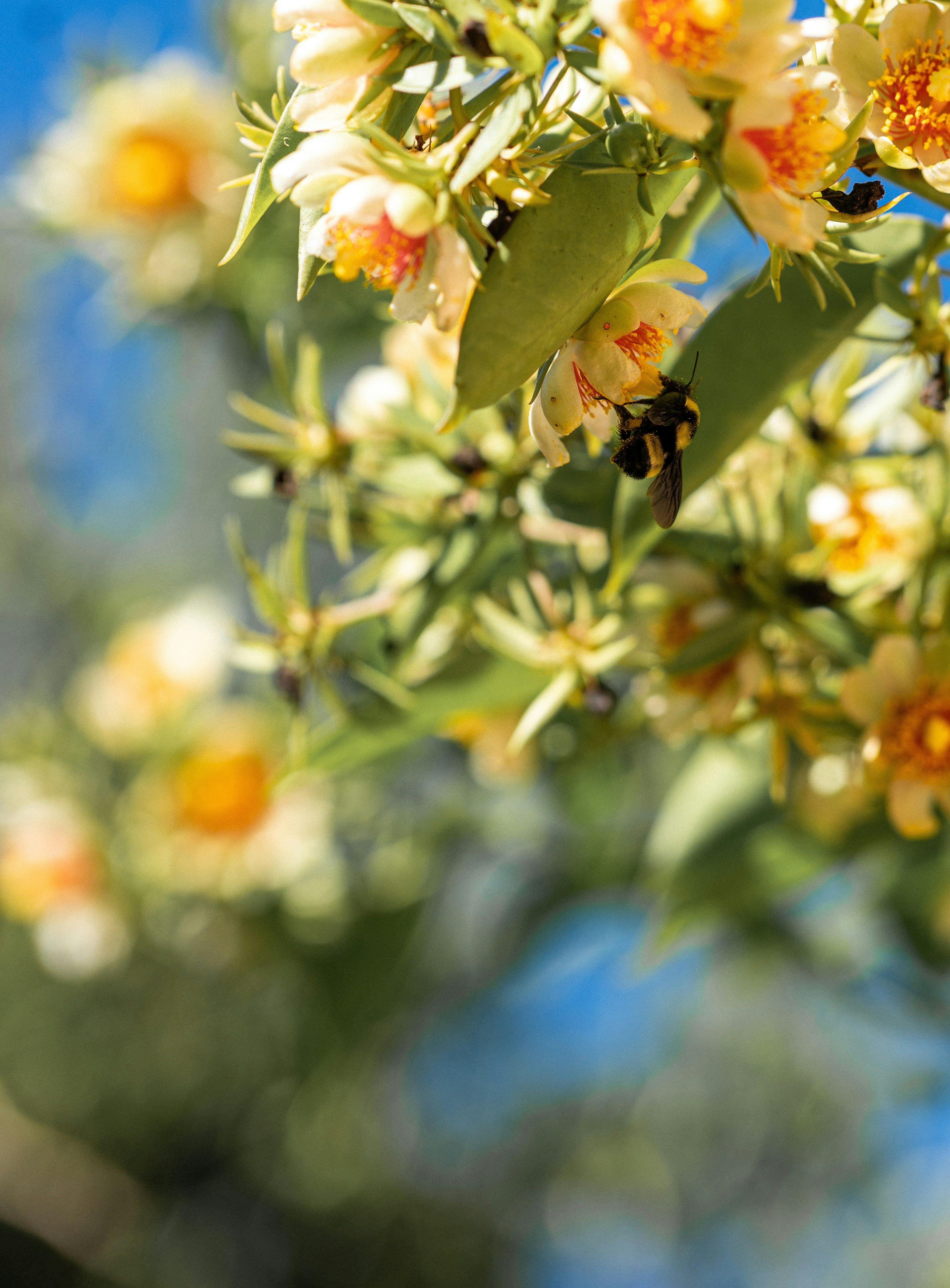 Sunlit cluster of yellow-orange blossoms with a bokeh backdrop