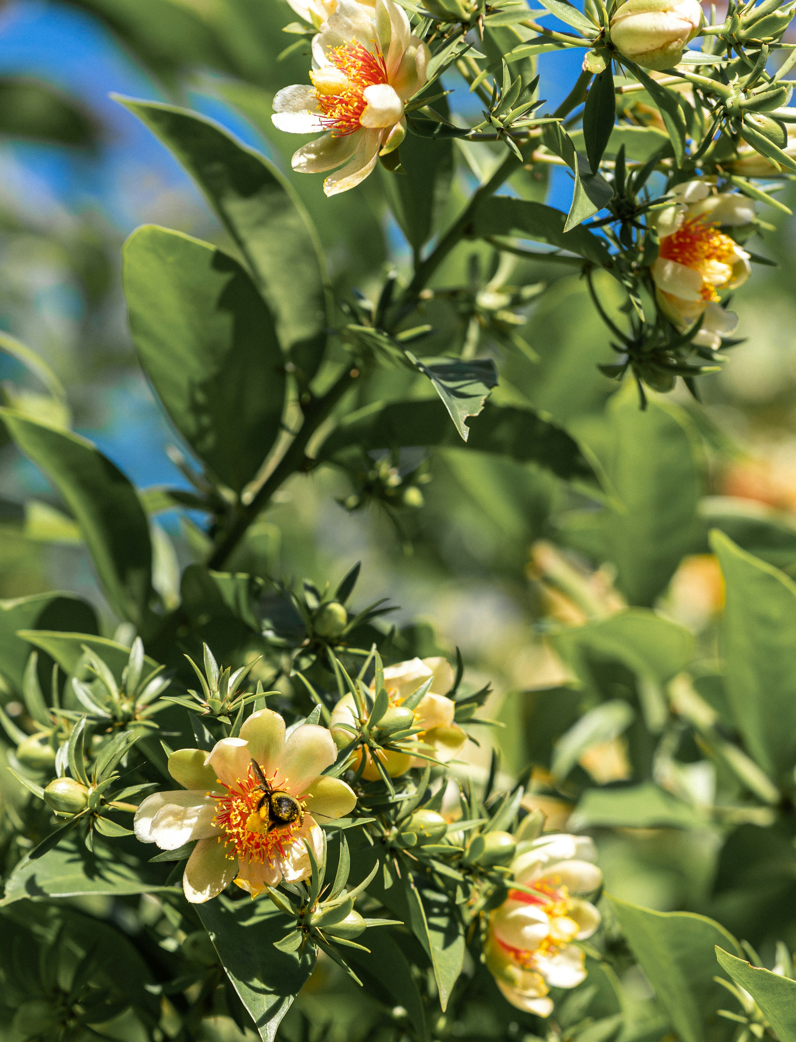 Honeybee at the Sunlit Blossom: A Close Garden Moment