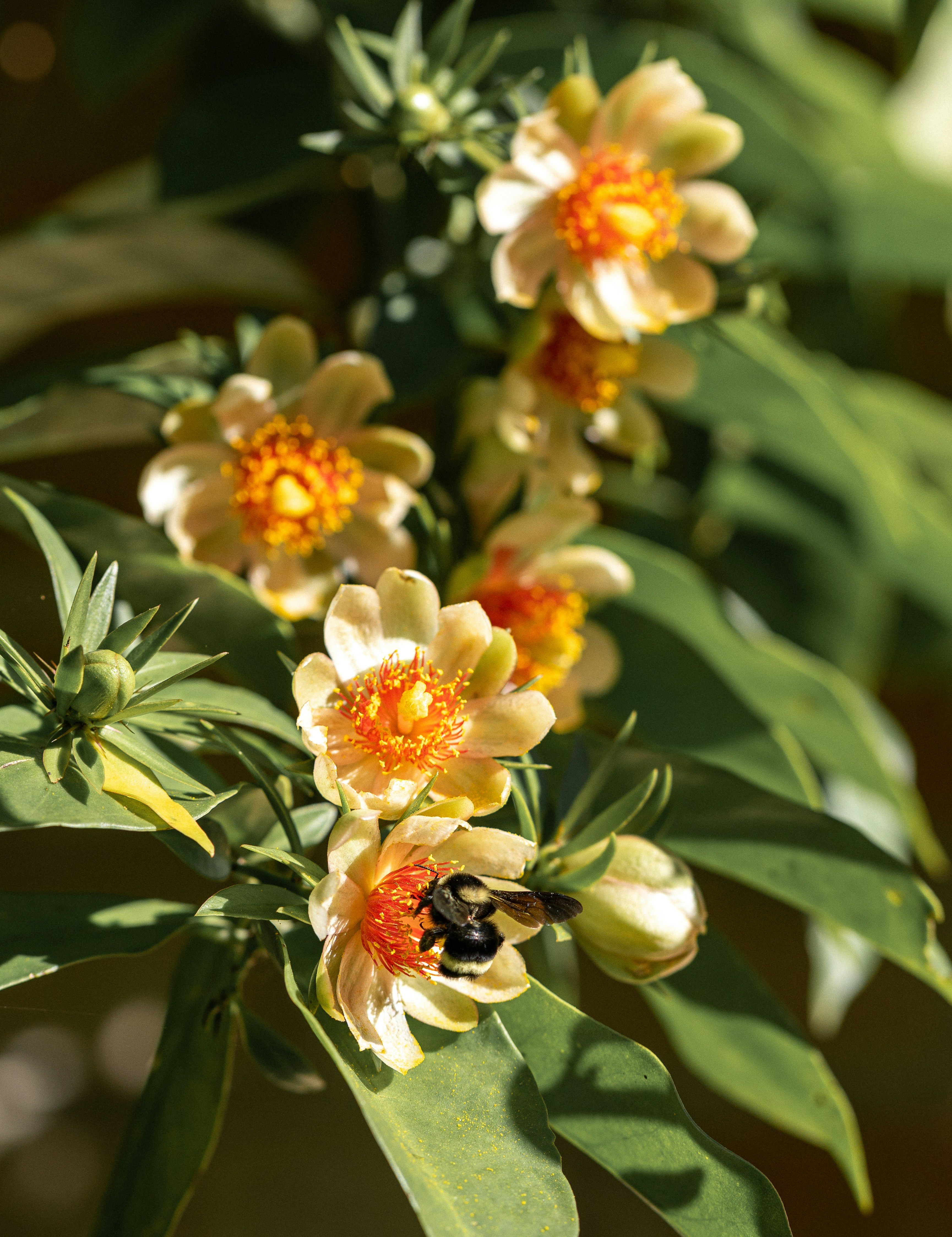Bee at the Centerstage: Nectar Ambush on Creamy Florals