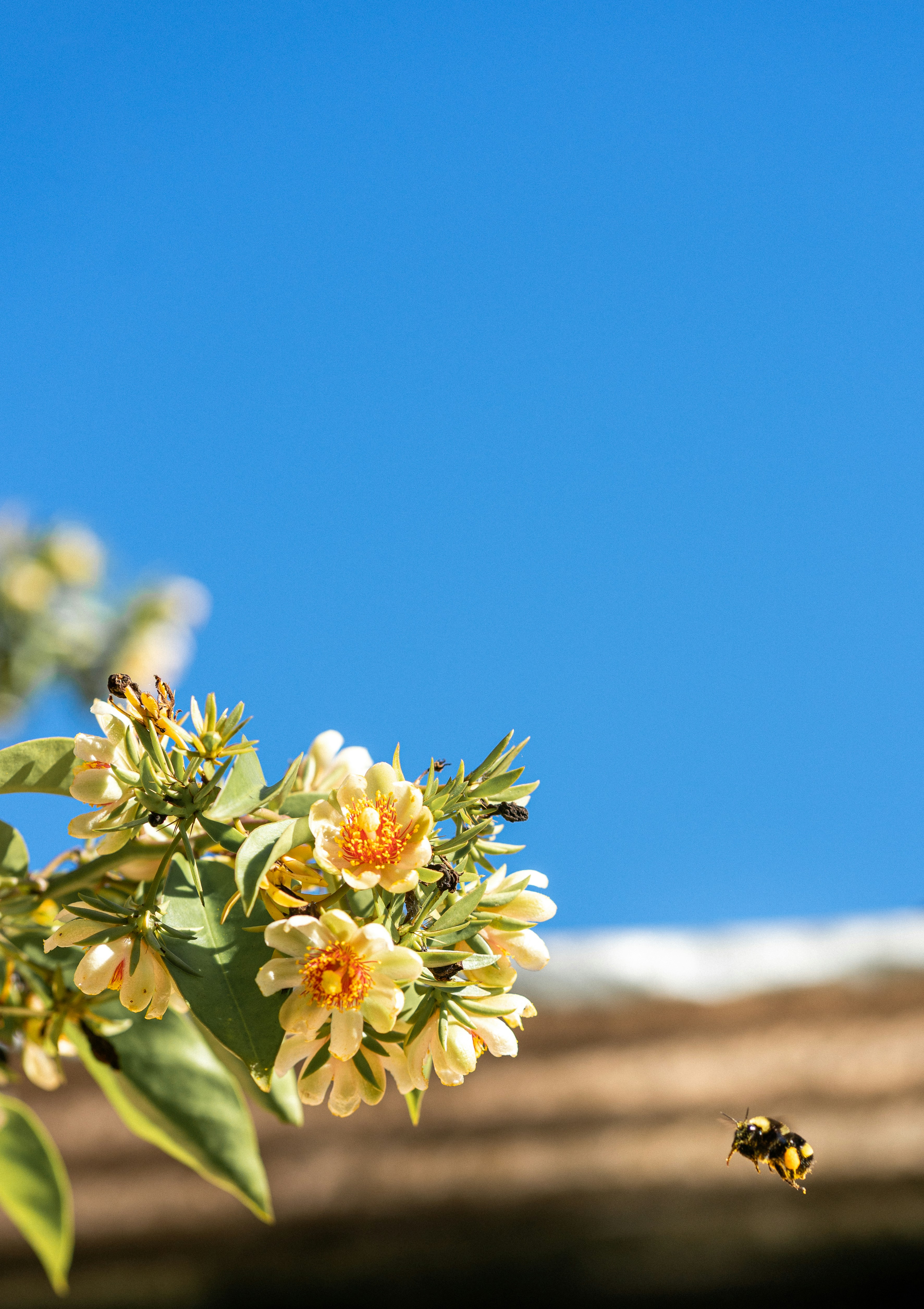 Golden Bloom at the Edge of Blue