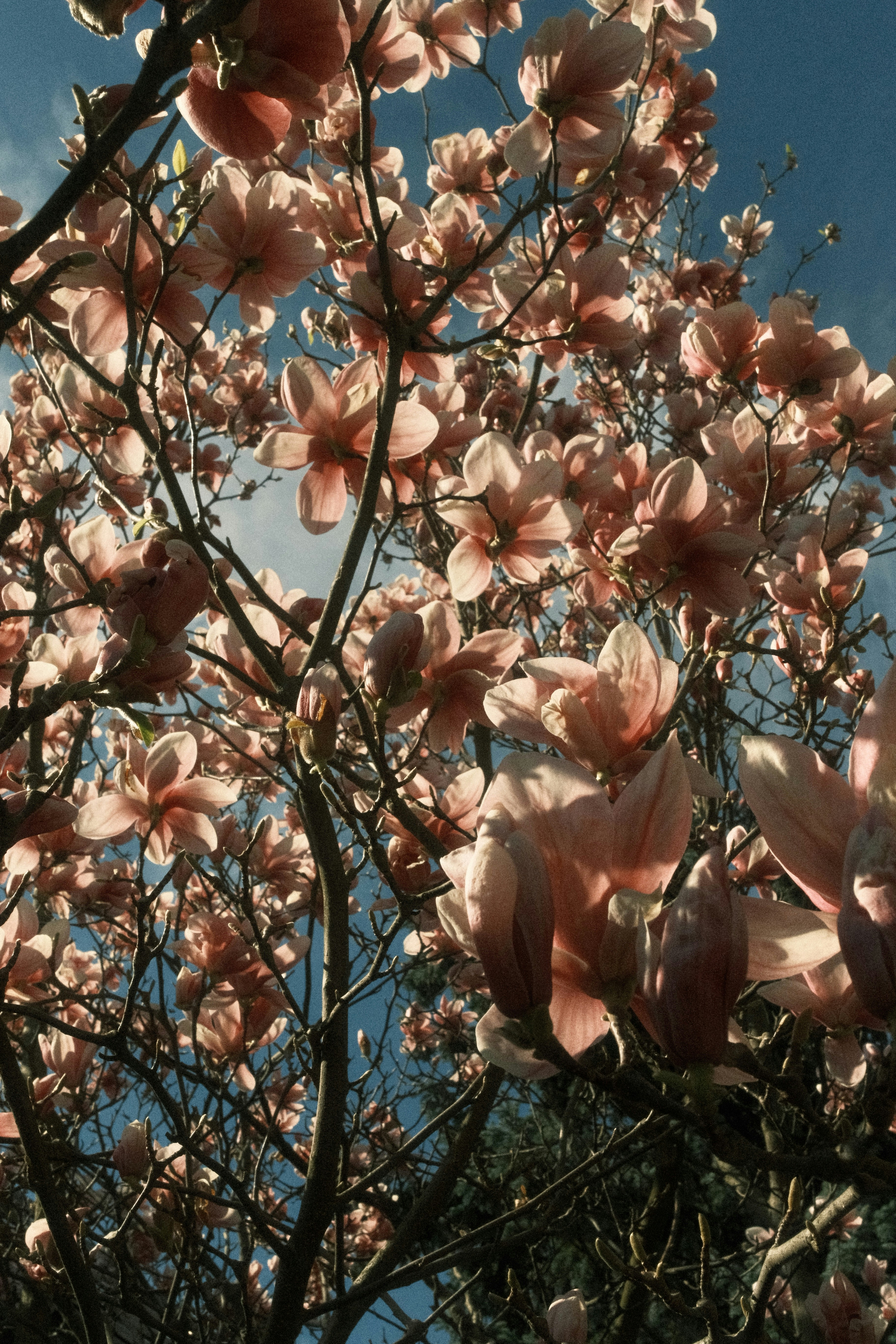 Blossoms in Blue: Branches Reaching Toward Spring Sky