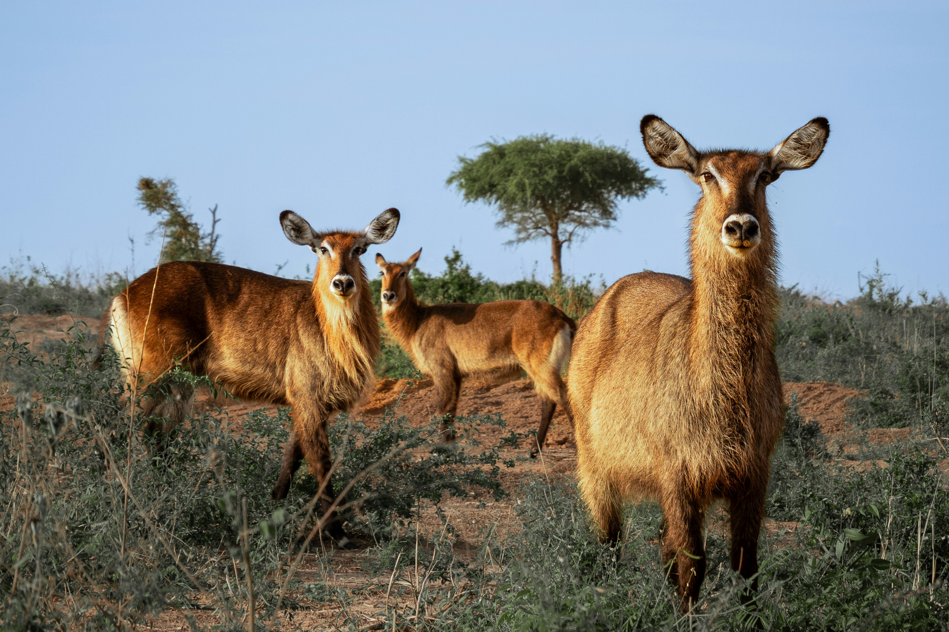Curious Trio in the Grass: A Dawn Herd Holds Ground