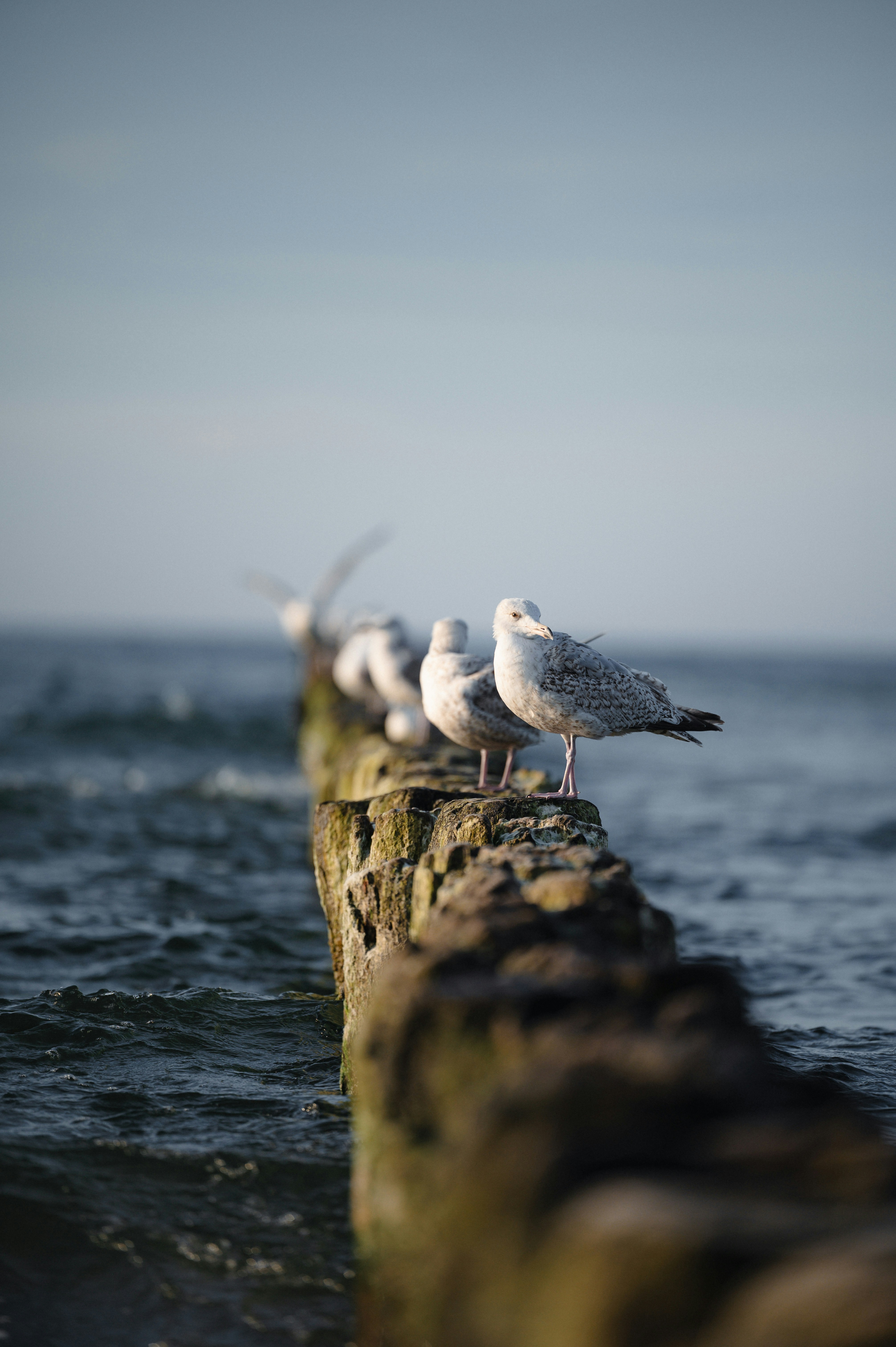 Seabirds on a Weathered Pier: A Quiet Posture Along the Horizon