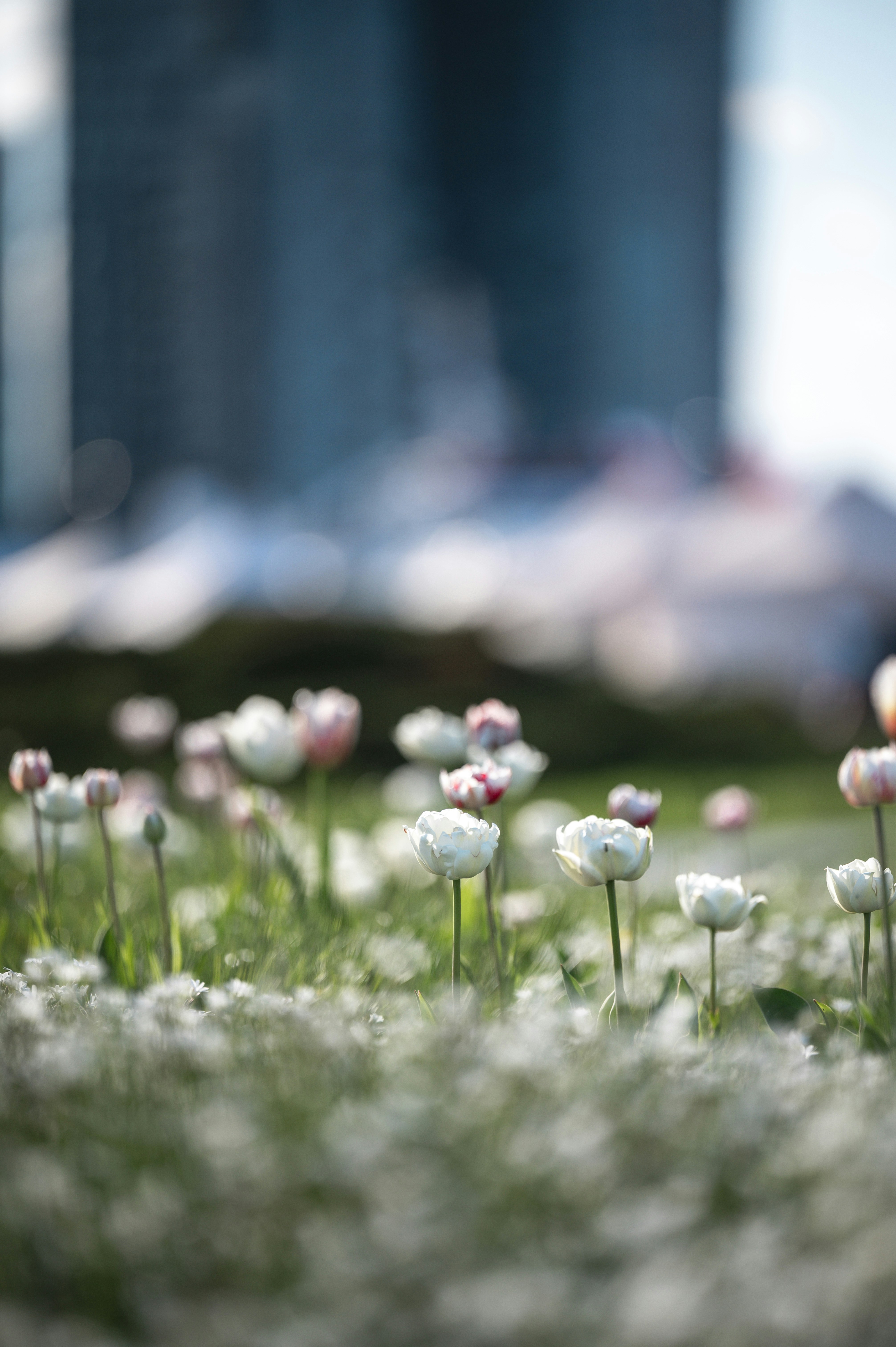 Tulip Field in Soft Focus with City Backdrop