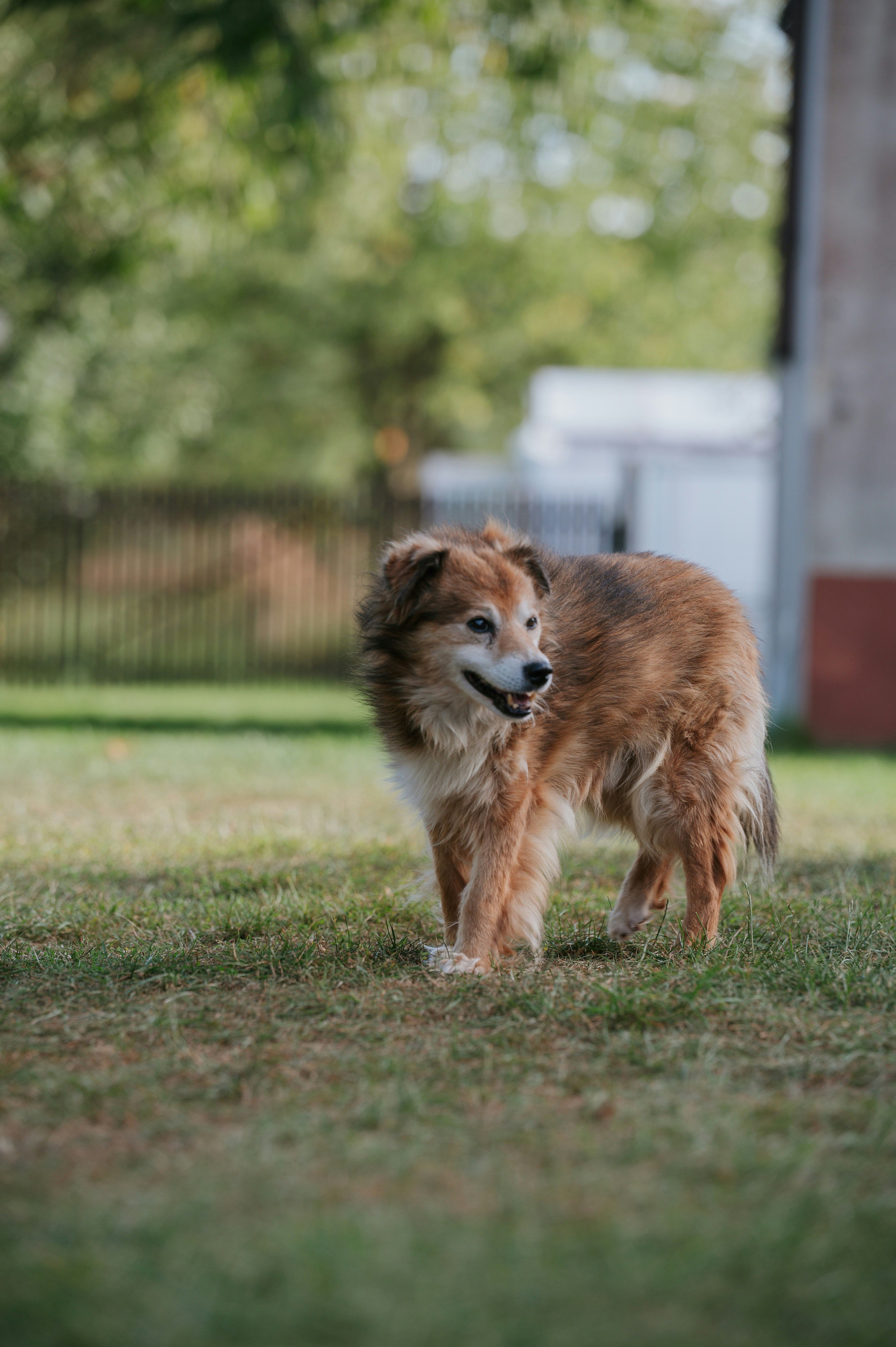 Curious Canine in Dappled Park Light