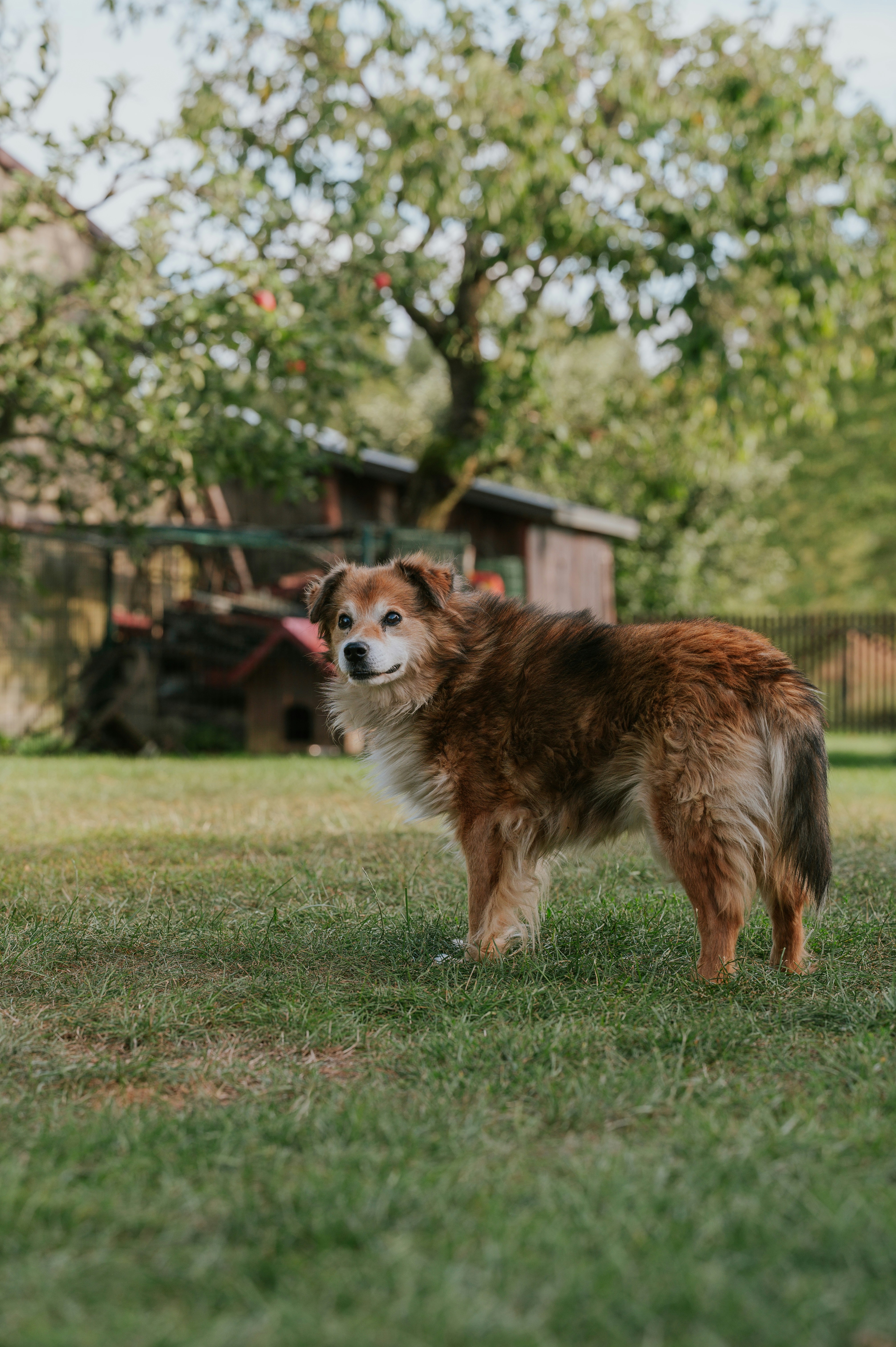 Warm-Backyard Stroll: A Fluffy Protagonist Pauses in the Light
