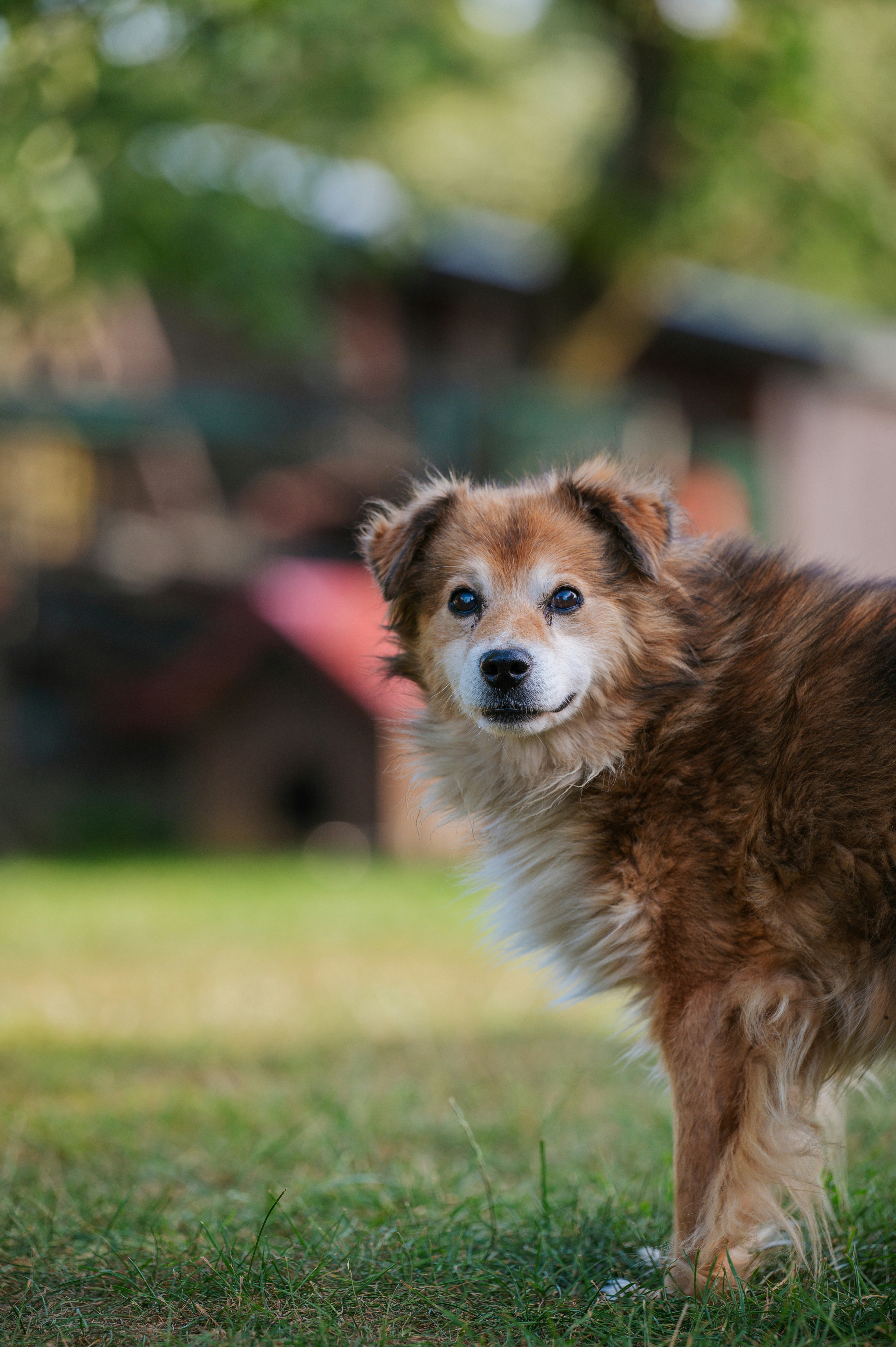 Gentle Glance: A Curious Dog in Soft Focus Light