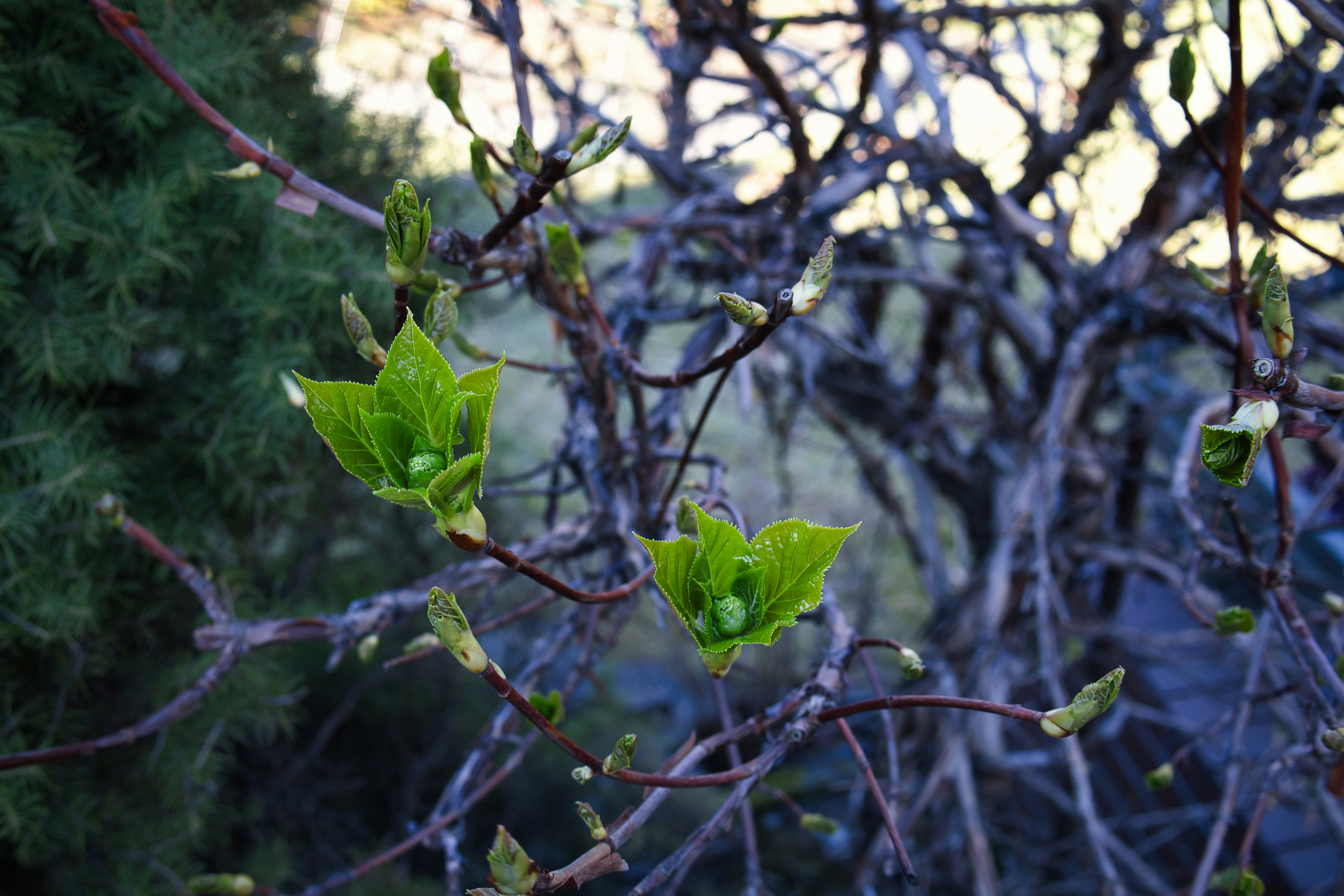 Emerging Green Against Thorny Veil