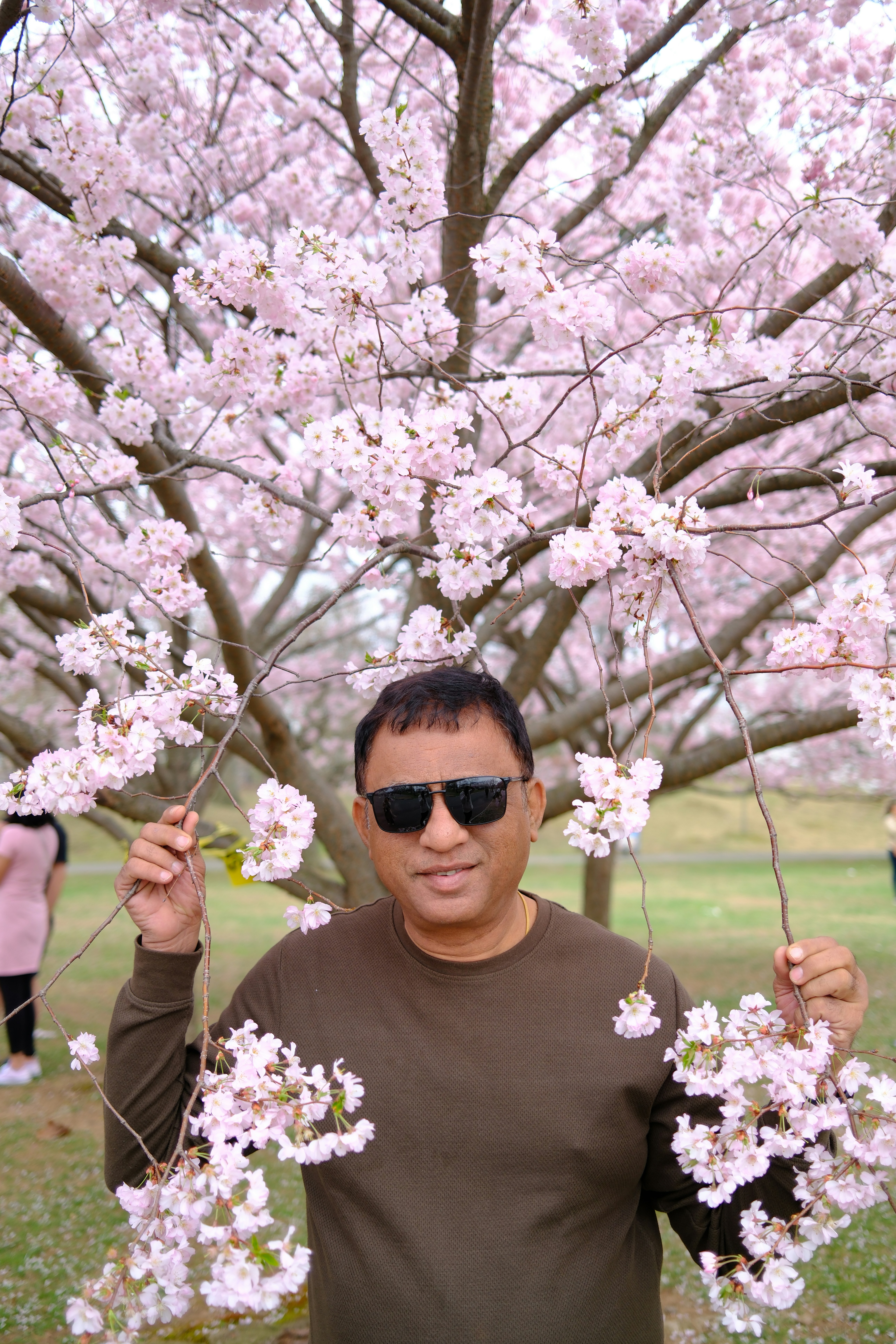 Cherry Blossom Frame: A Man Amid Soft Pink Blooms