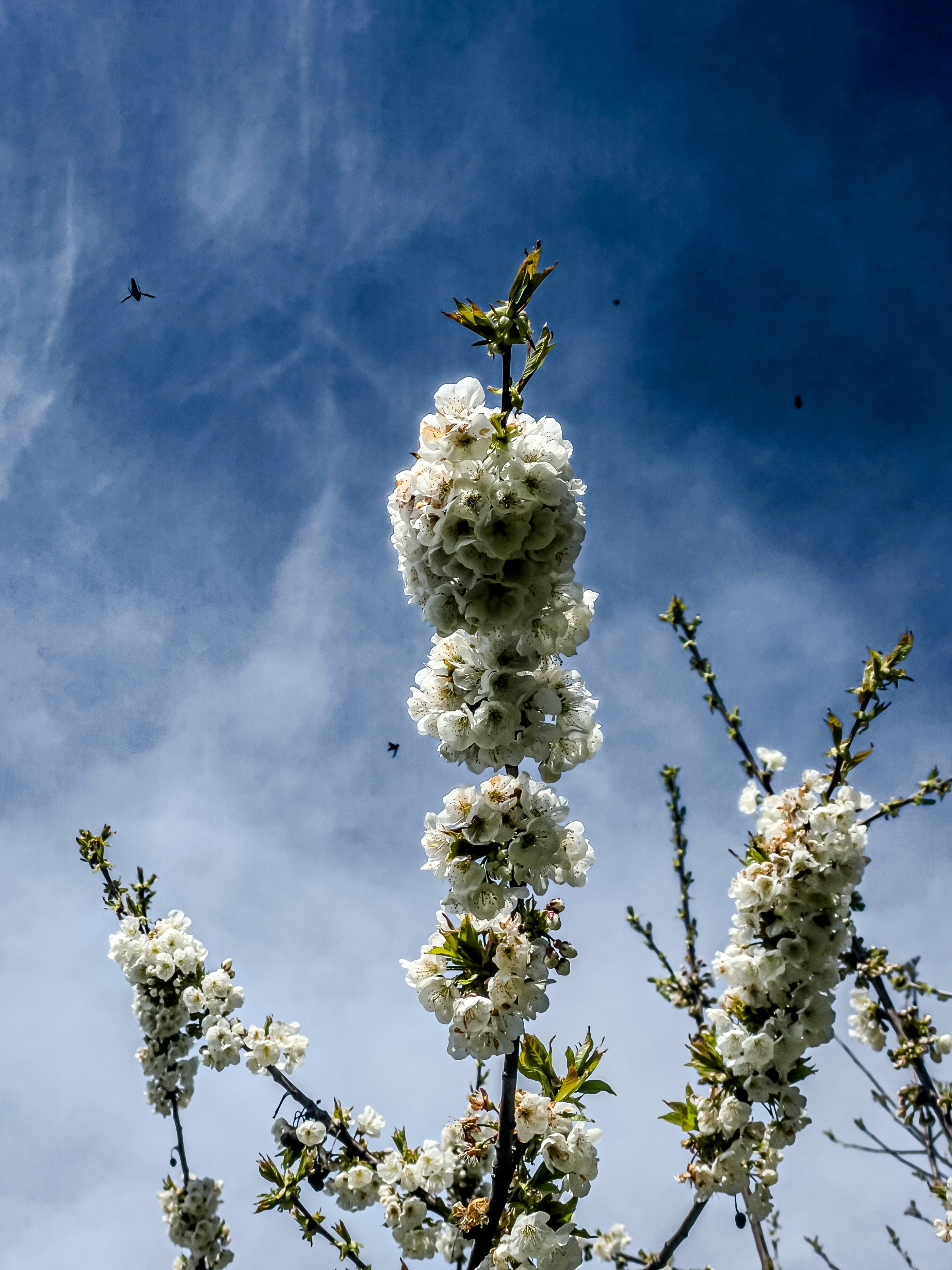 Blossoms Reaching for the Blue: A Tall Stem Against a Sky