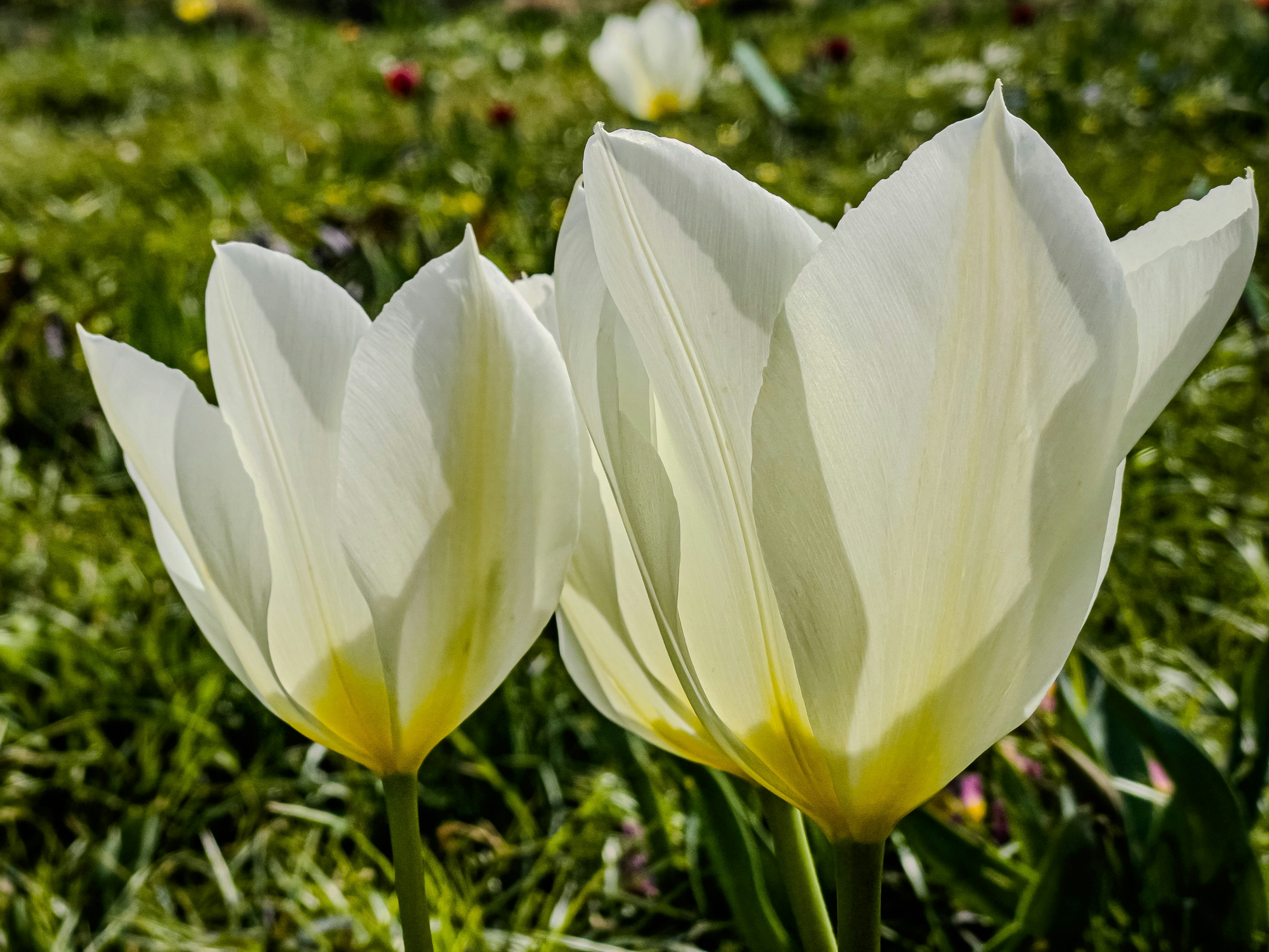 Two Ivory Tulips Reaching toward Spring Light