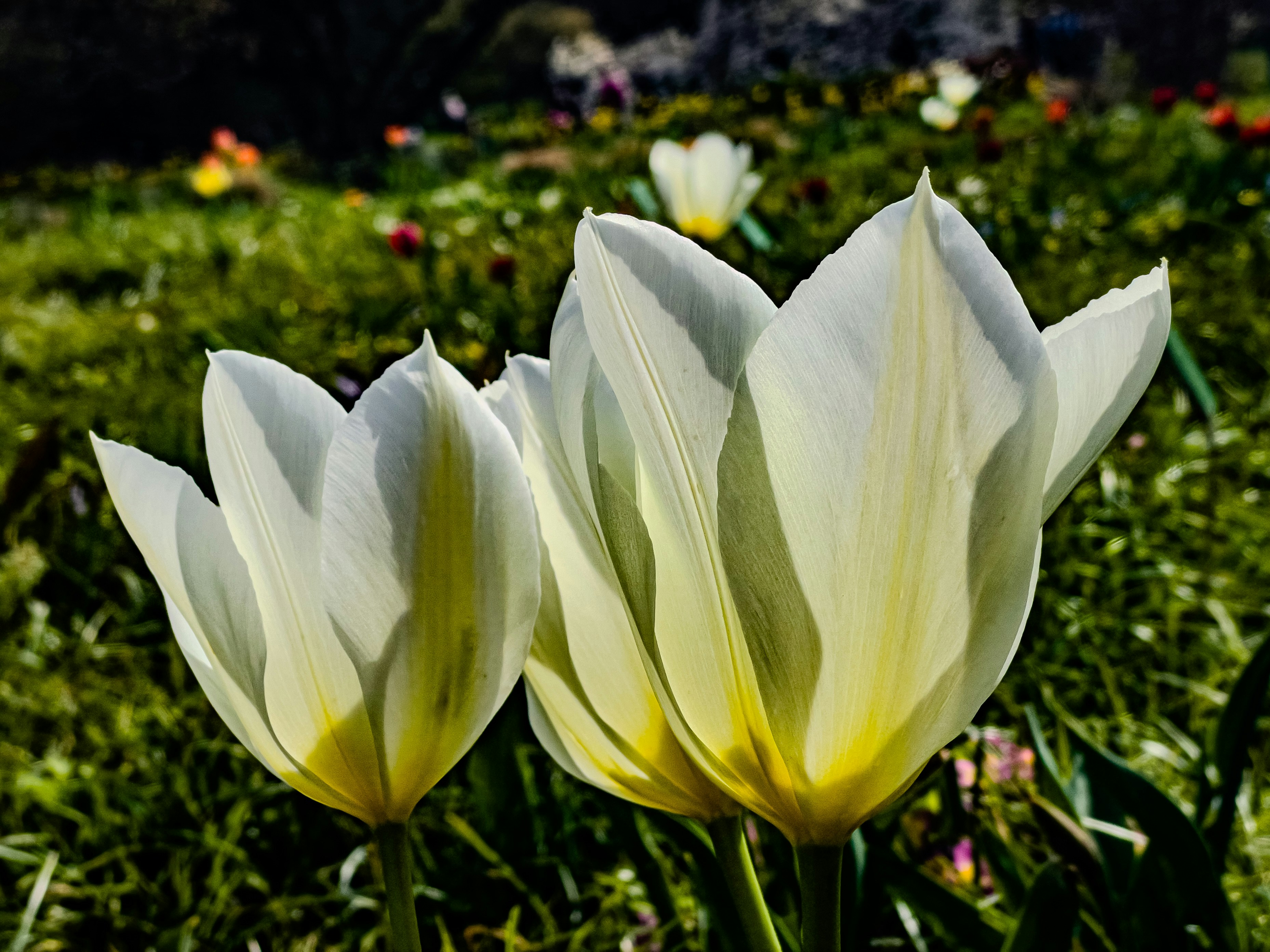 White Tulip Union: Two Central Blooms in a Sunlit Garden
