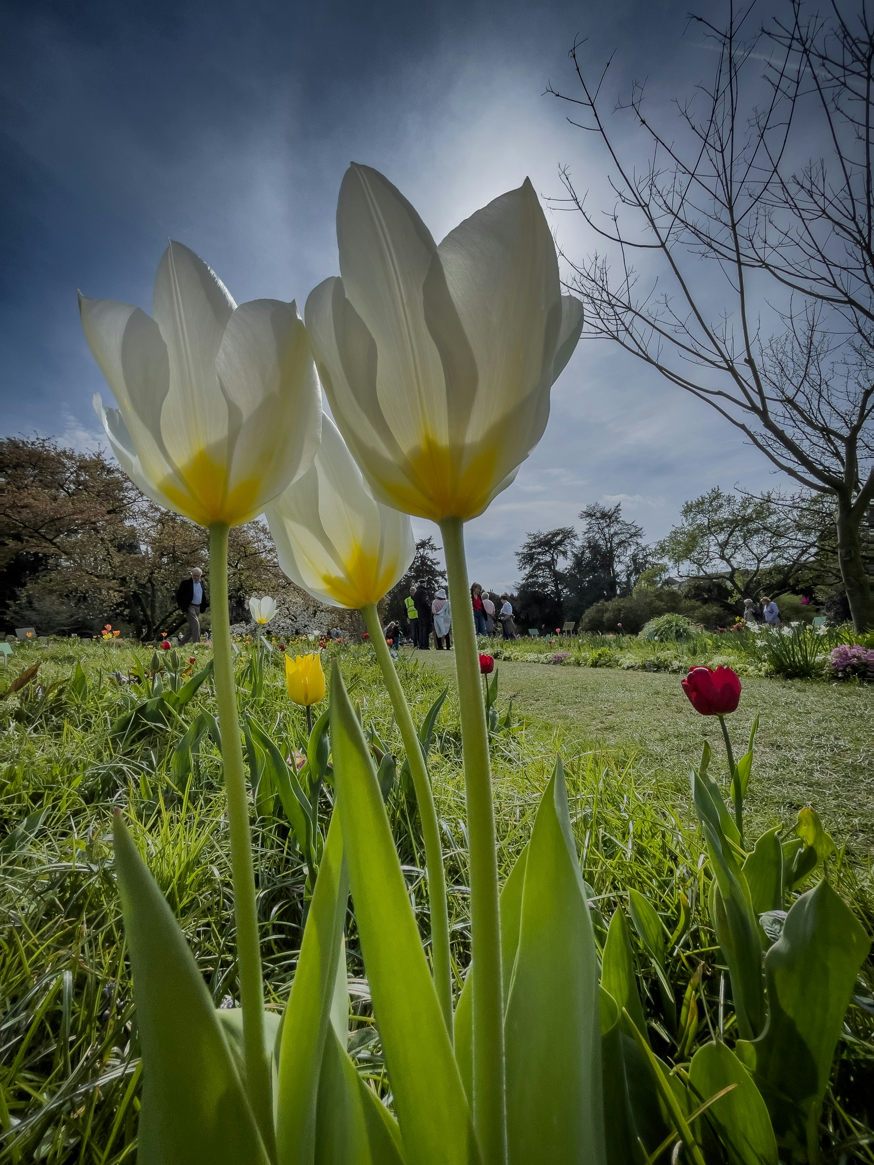 Close-up of white tulips with yellow bases in a sunlit garden