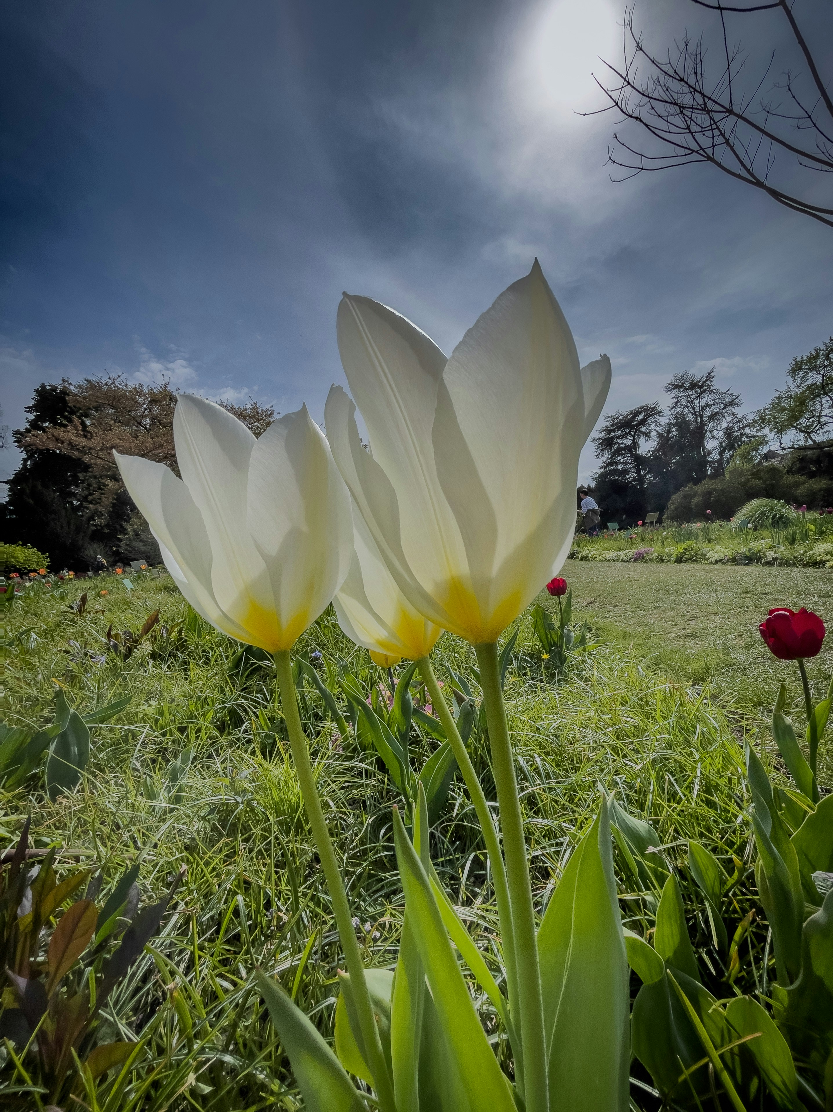 White tulips Reaching Toward the Sun in a Sunlit Garden