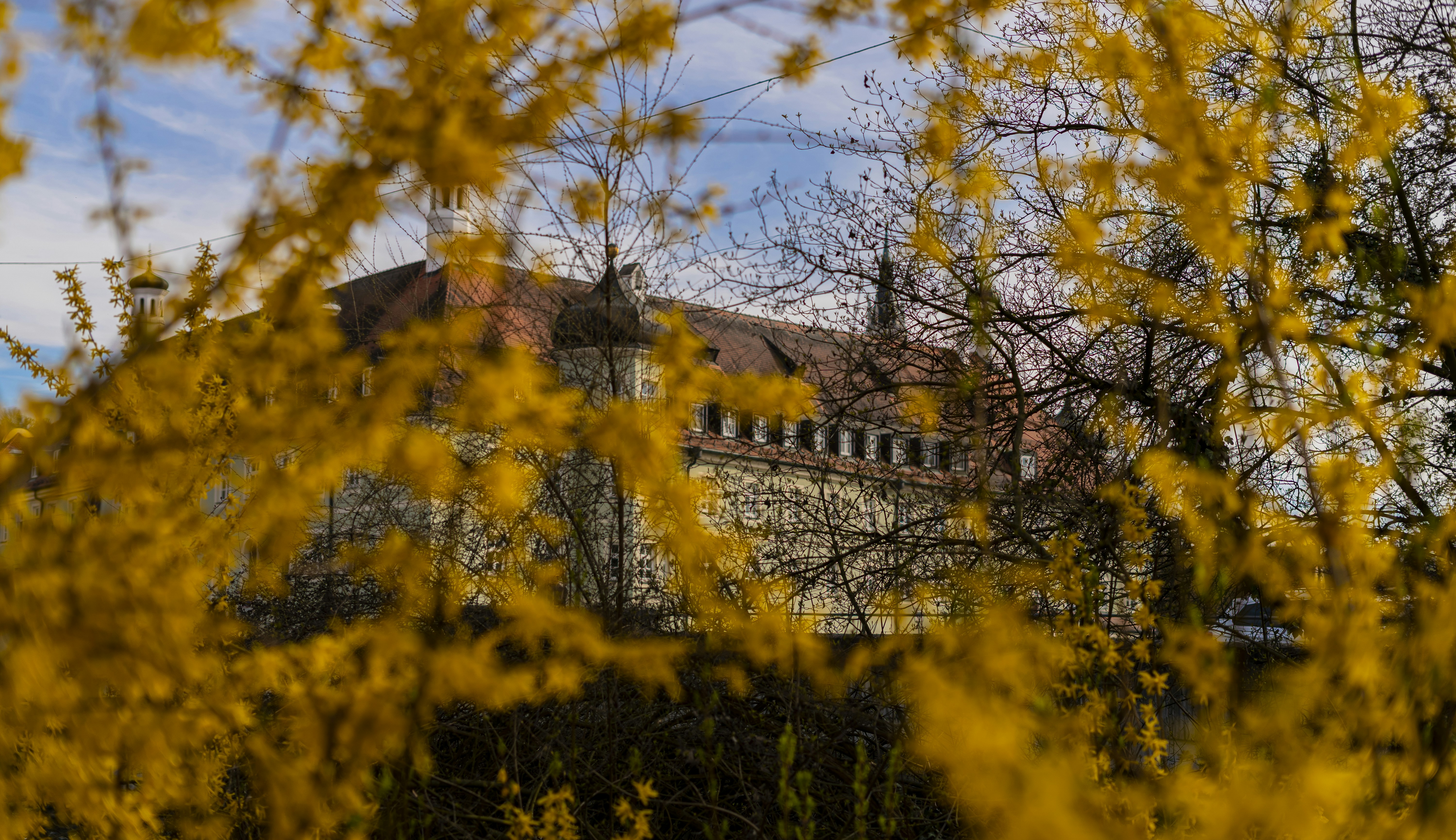 Hidden Fortress in Golden Bloom: Spring Rooflines Behind Forst