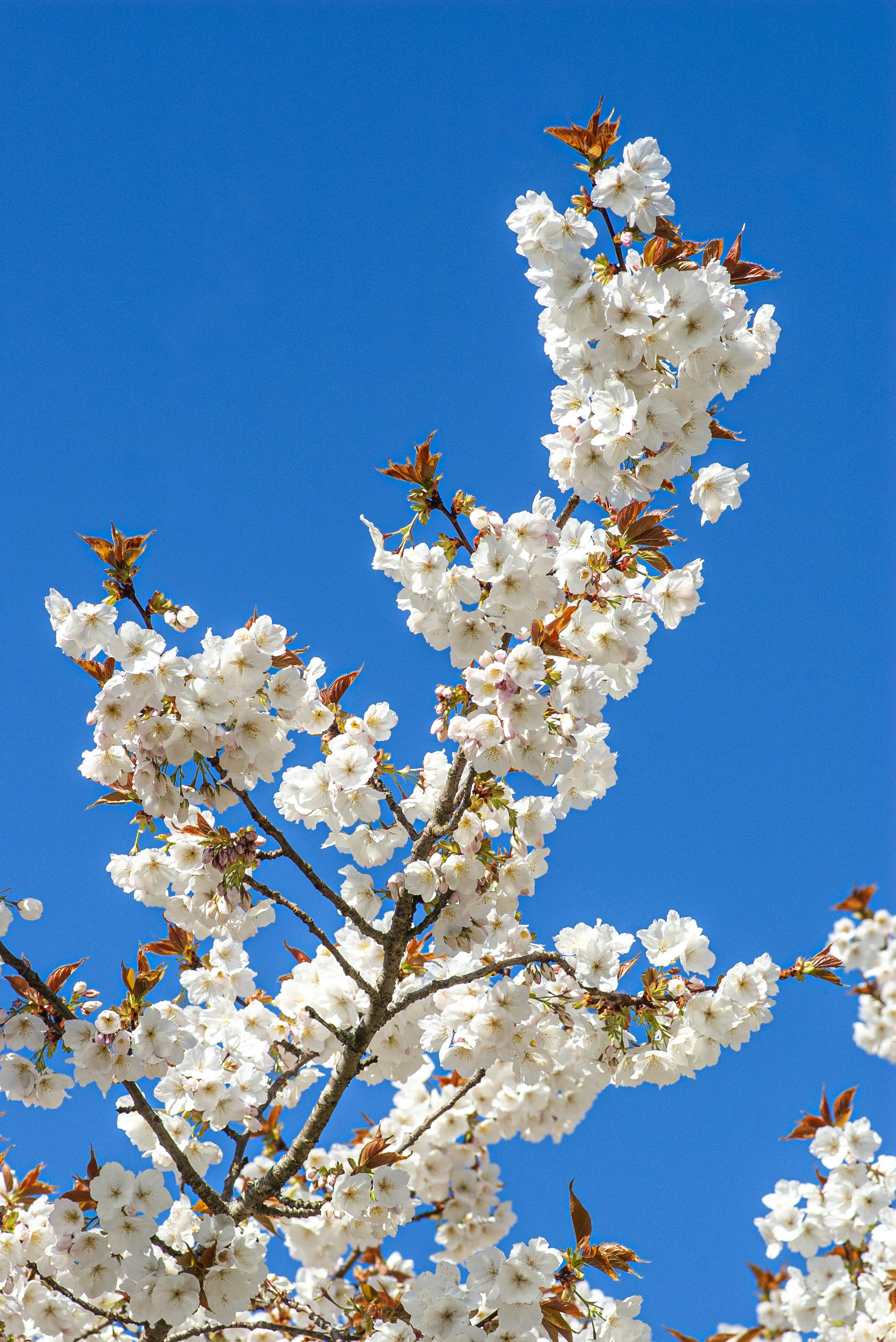 Blossoms Piercing a Azure Sky