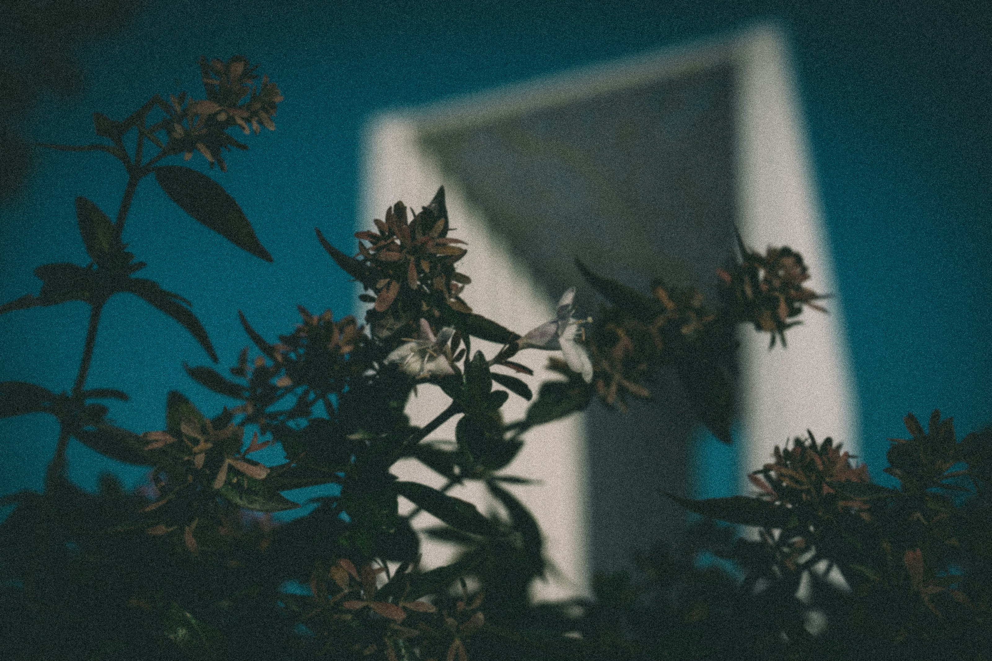 A Quiet Glimpse of Bloom Against a Teal Backdrop