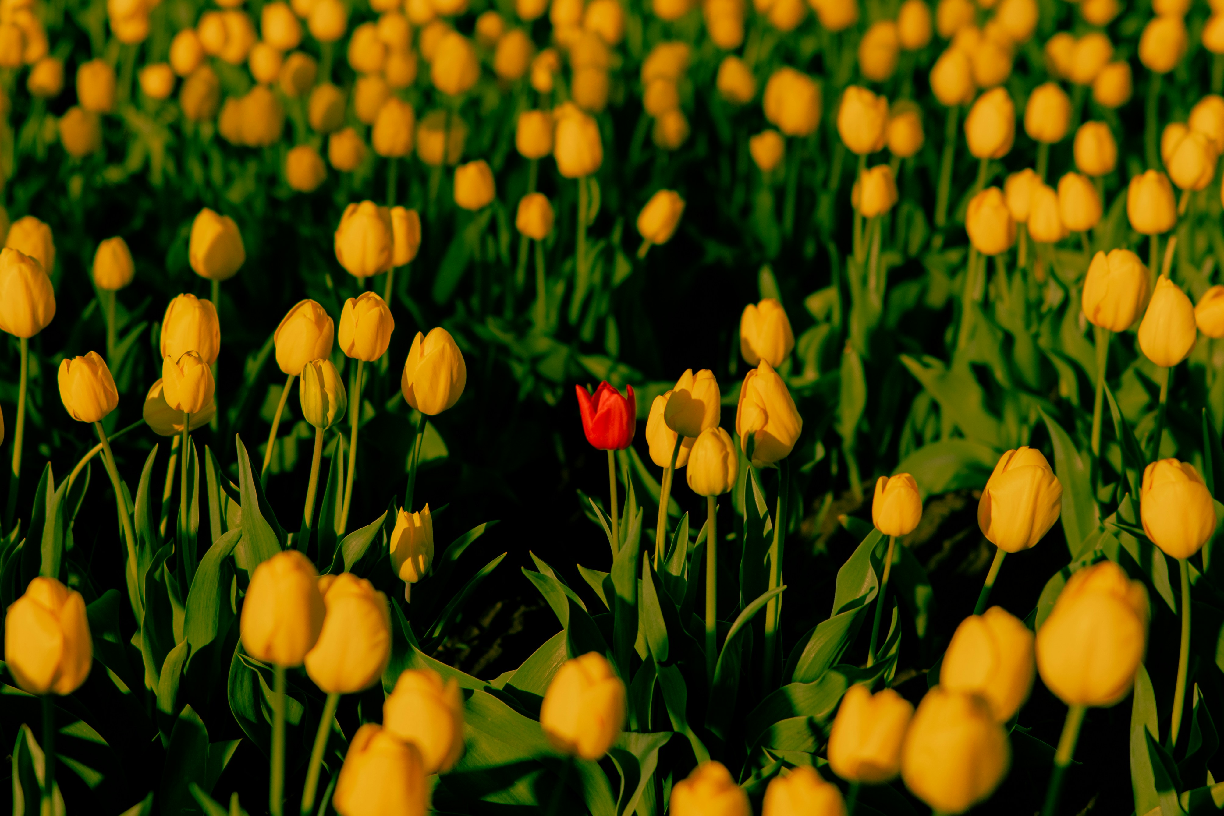 A single red tulip among a sea of gold in a sunlit field