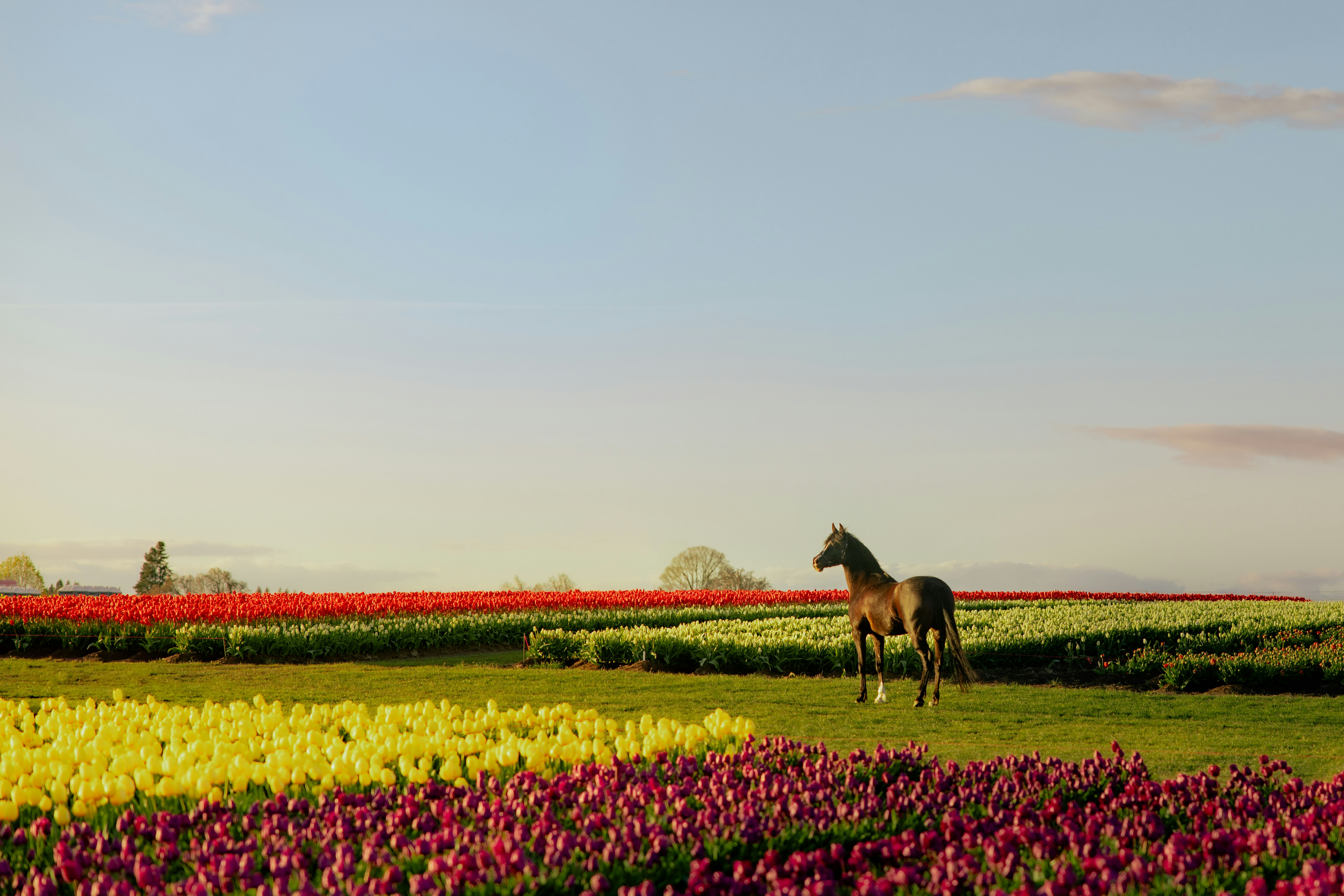 Horse in a Ribbon of Tulips at Dusk