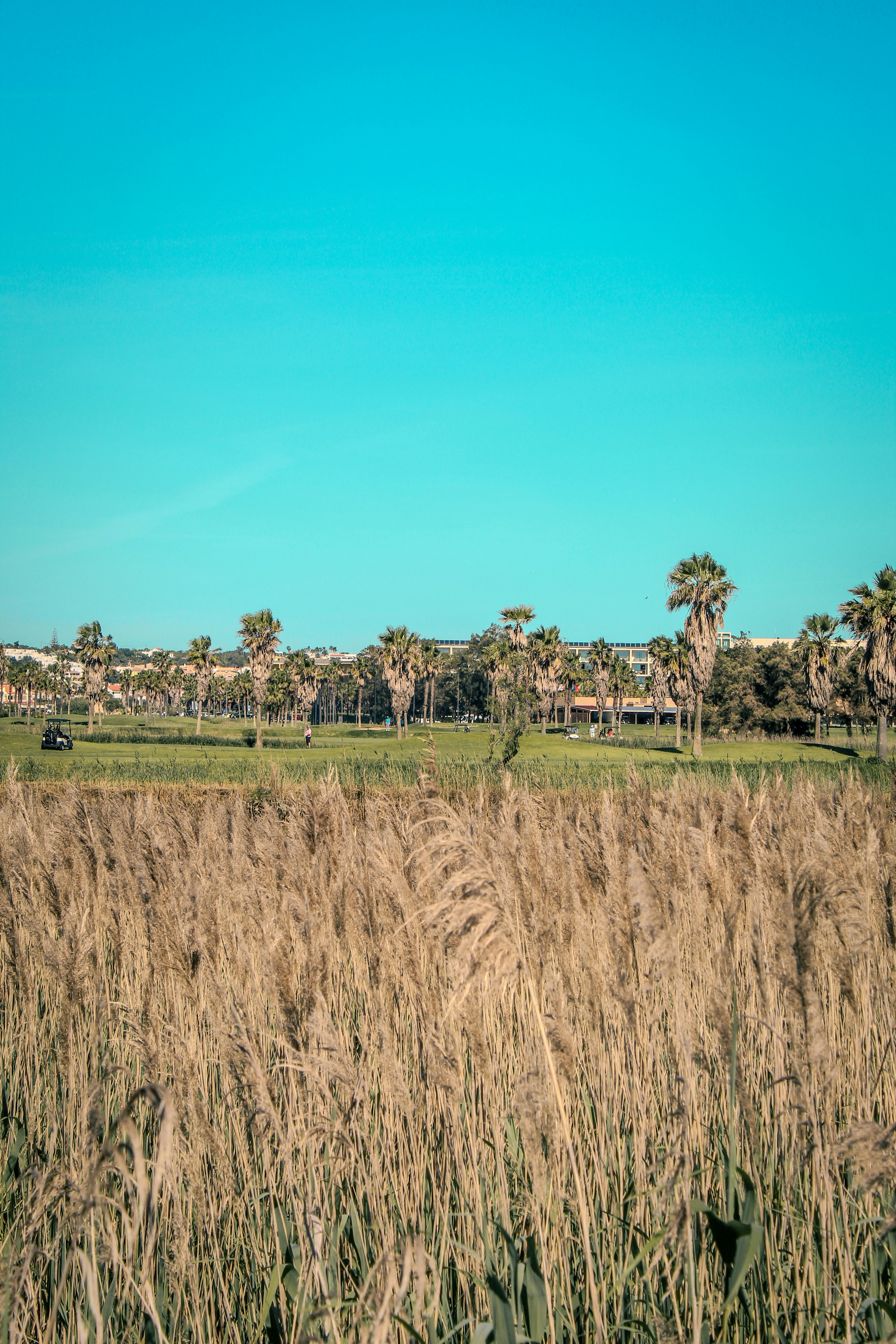 Coastal Grasses and Palm Row Under a Cerulean Sky