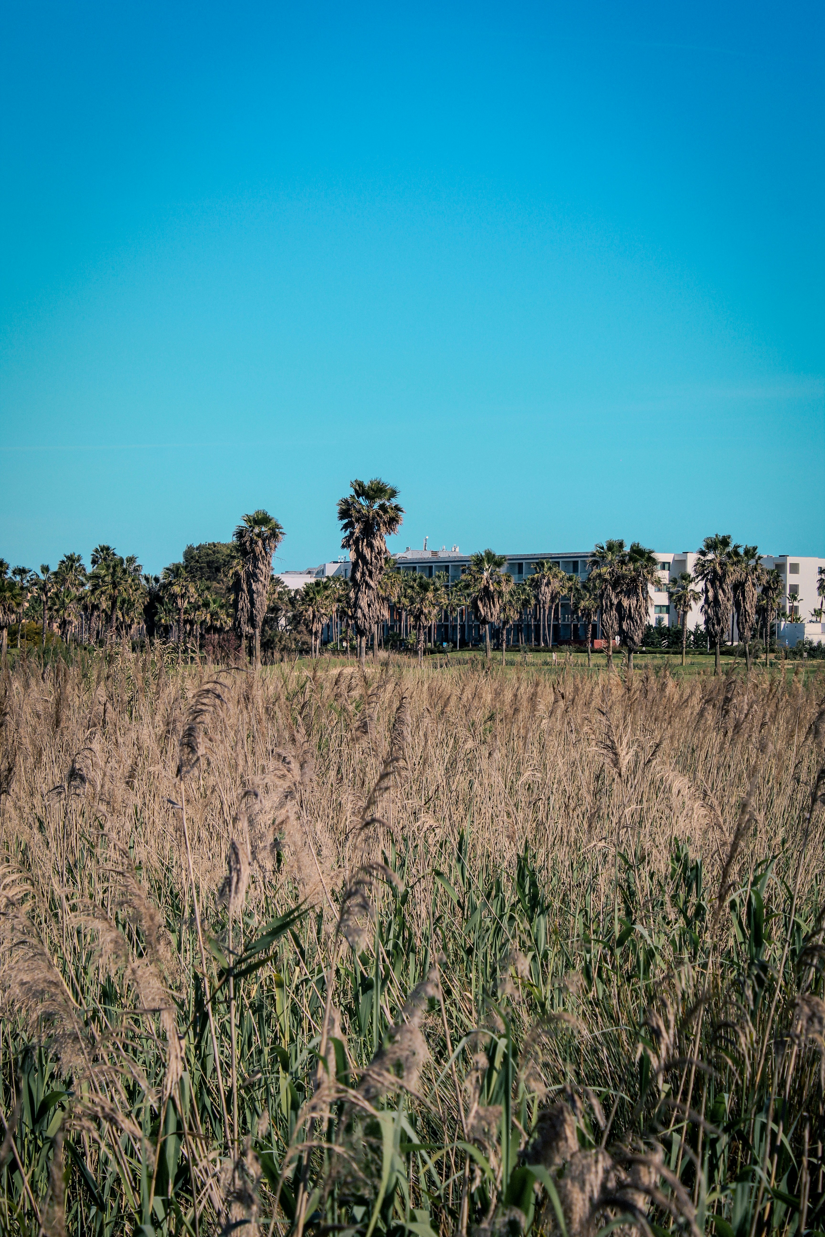 Palm-lined horizon over a sunlit marsh with distant modern buildings