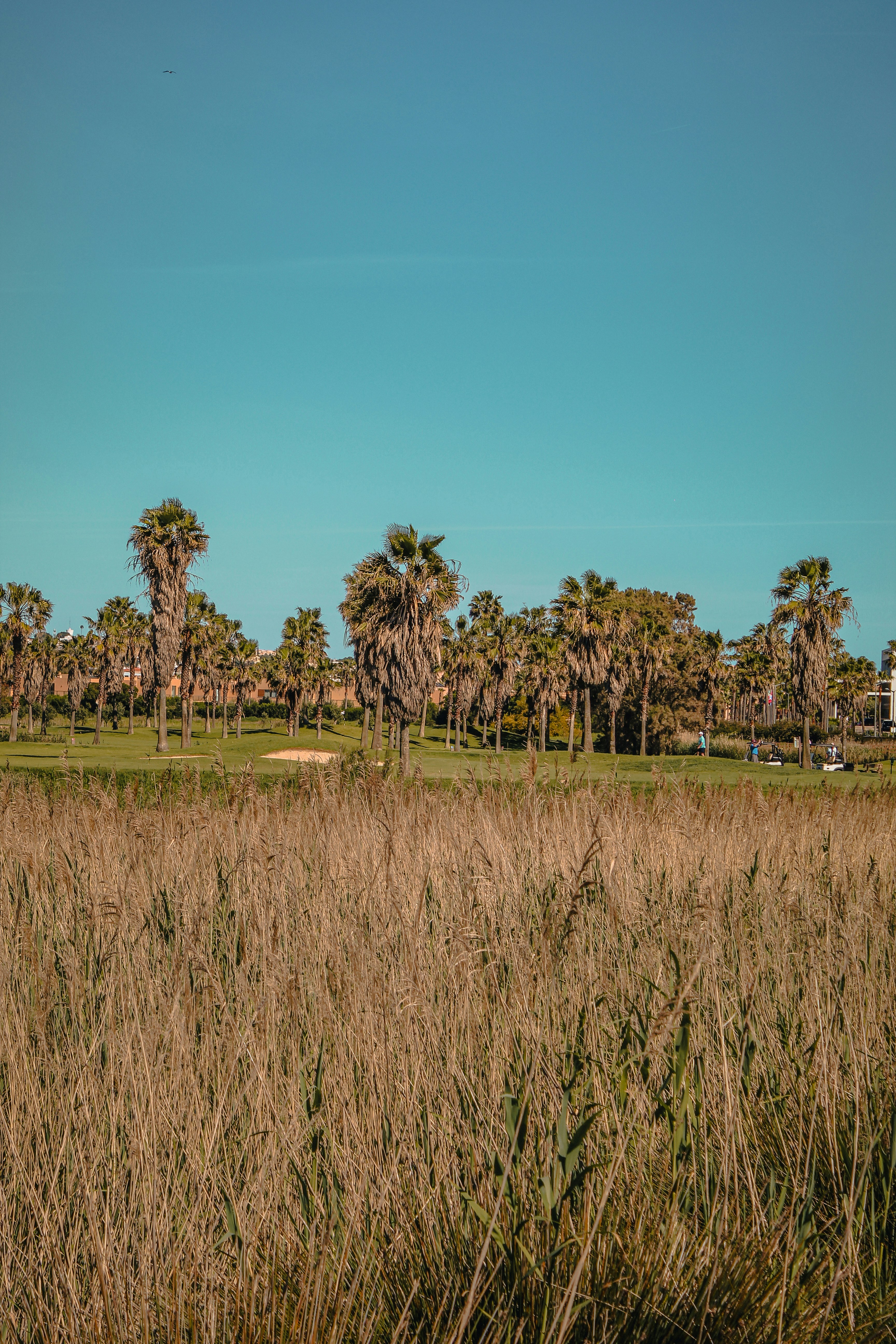 Palm-Sedge Serenade: A Quiet Field Under a Clear Sky