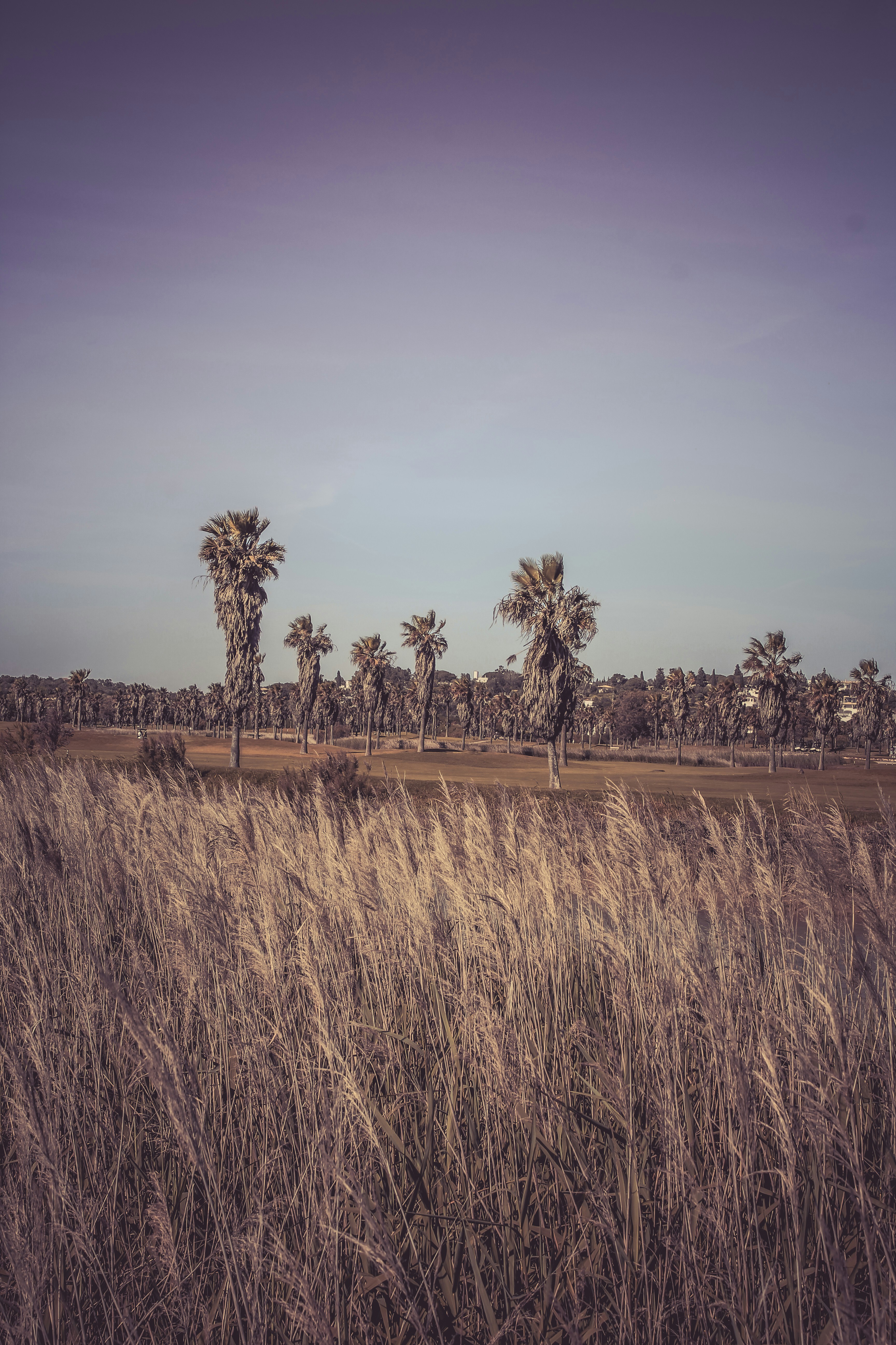 Desert Grass and Palm Skyline at Dusk